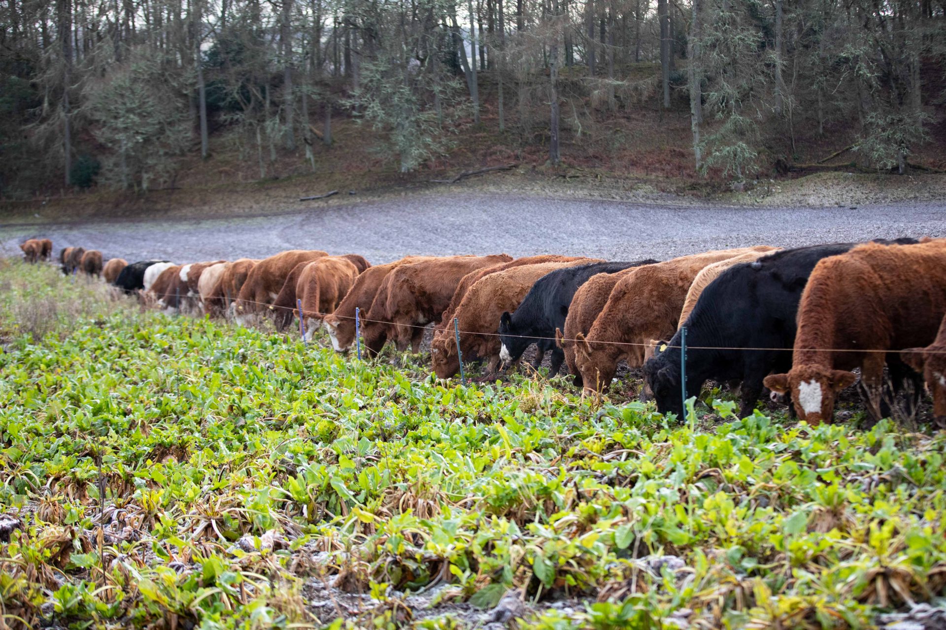 COMMERCIAL FEATURE – LIMOUSIN GENETICS ‘CRACK THE CODE’ FOR THE FRASERS ...