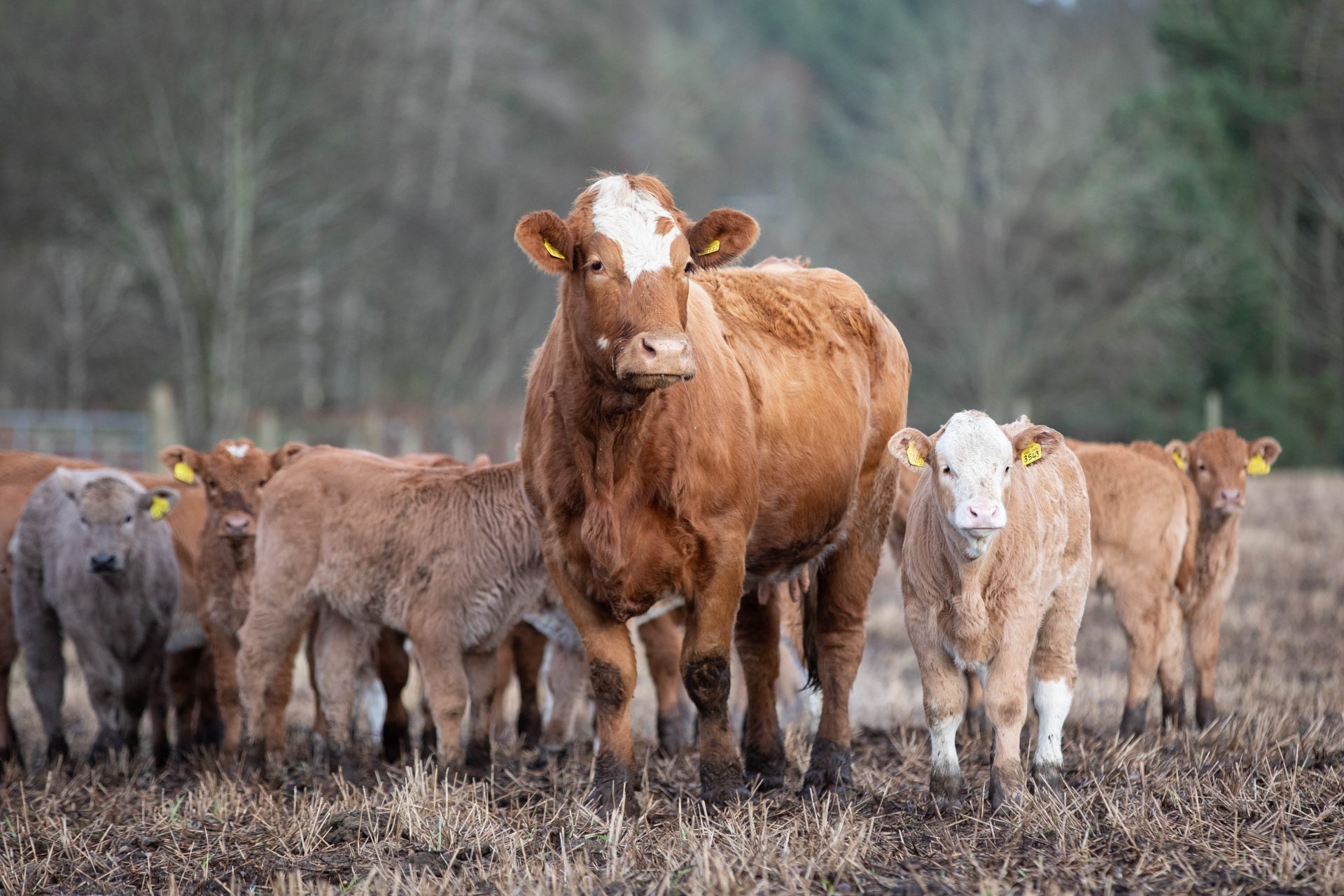 COMMERCIAL FEATURE – LIMOUSIN GENETICS ‘CRACK THE CODE’ FOR THE FRASERS ...