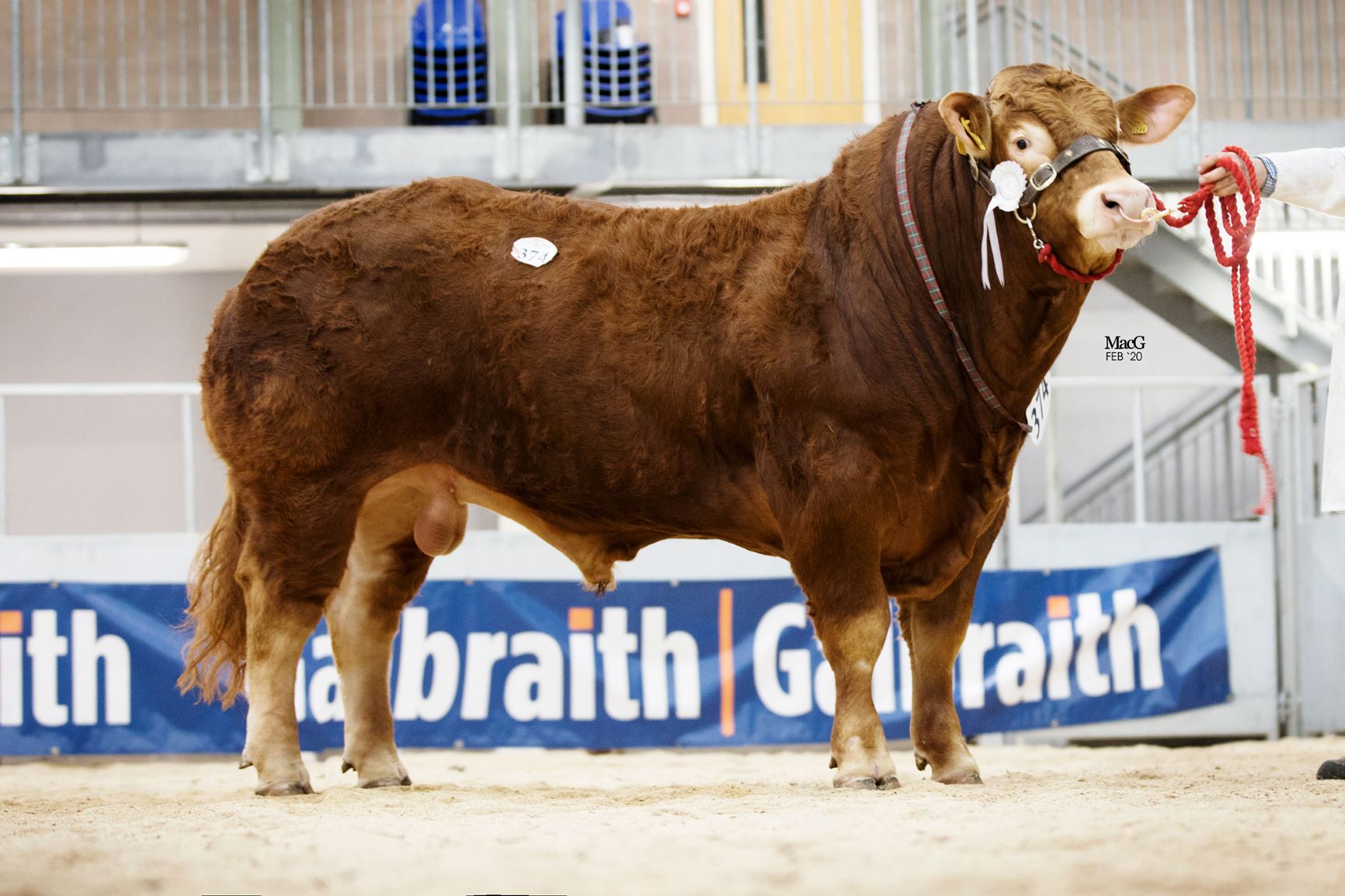 DYKE BULL TOPS SOLID STIRLING LIMOUSIN TRADE AT 13,500GNS | British ...