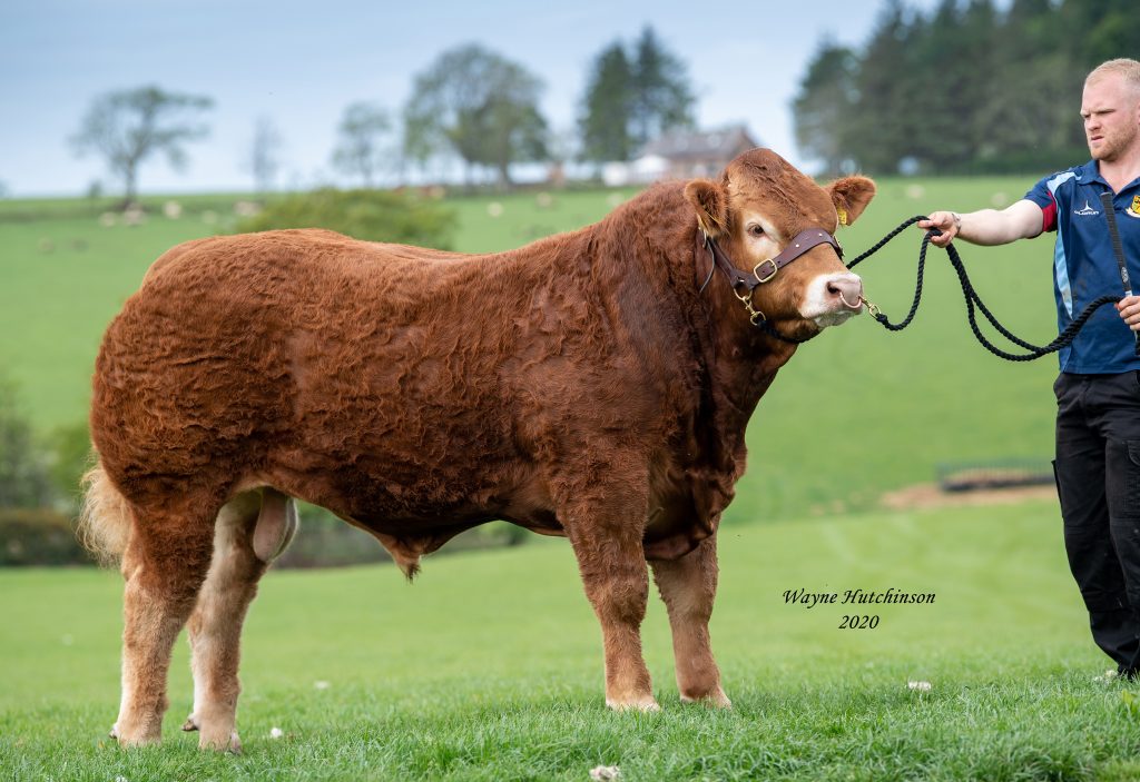 TOMSCHOICE PEDIGREE LIMOUSINS | British Limousin Cattle Society