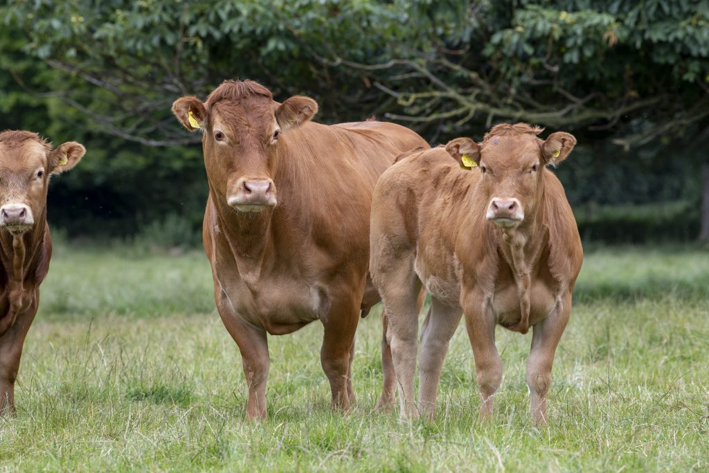 Middledale Fantastic Breeding Opportunities | British Limousin Cattle ...