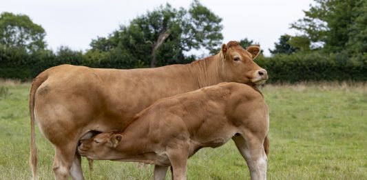 British Limousin Cattle Society | The British Limousin Cattle Society ...