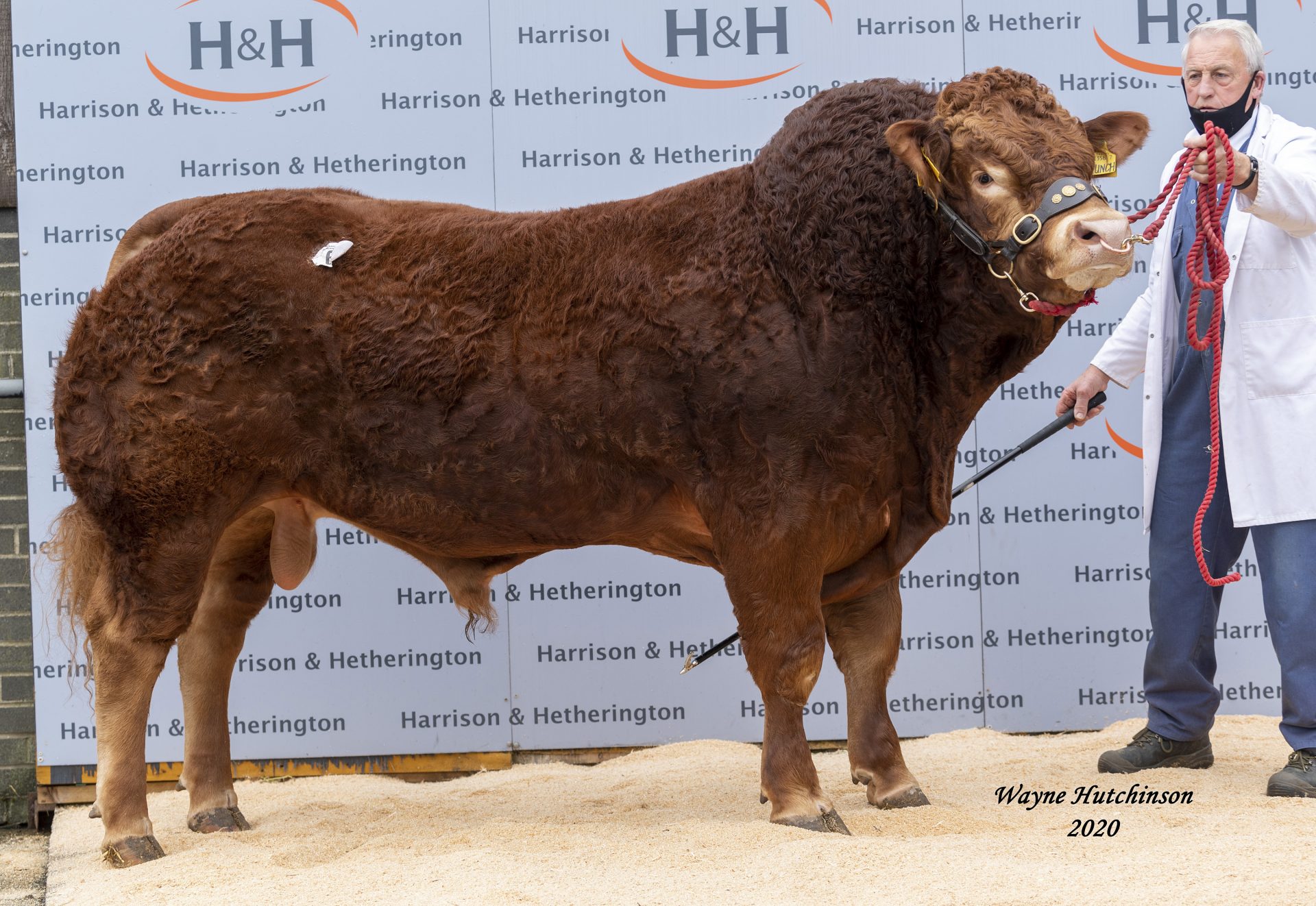 Carlisle Limousin Pack a Punch | British Limousin Cattle Society
