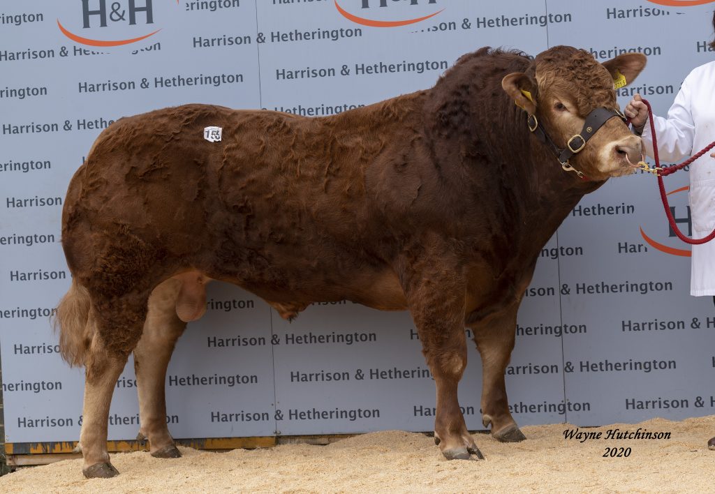 Carlisle Limousin Pack a Punch | British Limousin Cattle Society