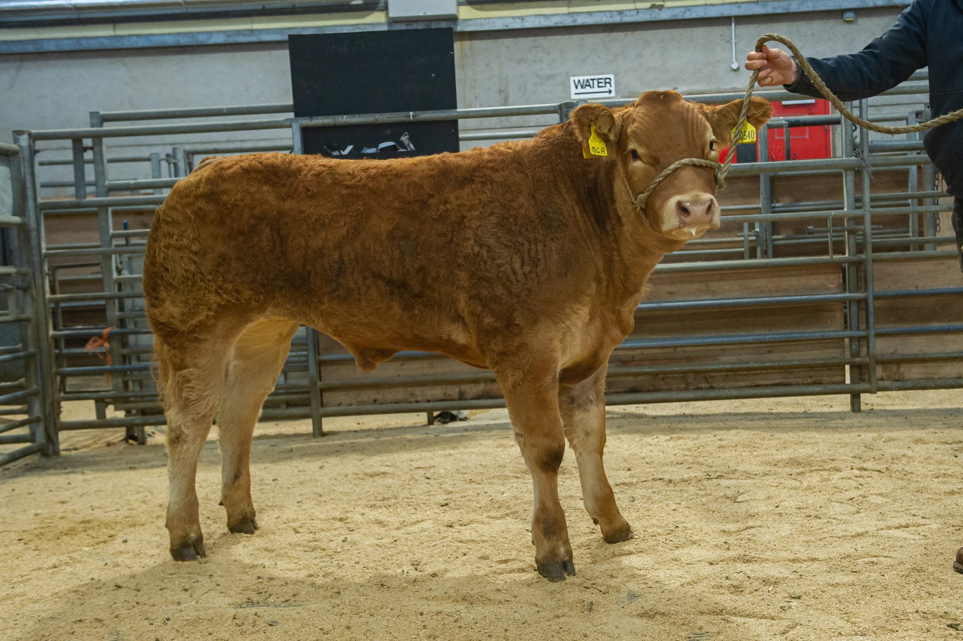 GET SWEET RETURNS WITH LIMOUSIN | British Limousin Cattle Society