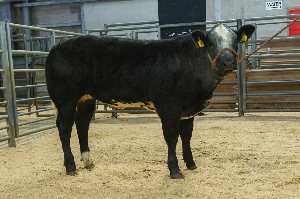 GET SWEET RETURNS WITH LIMOUSIN | British Limousin Cattle Society