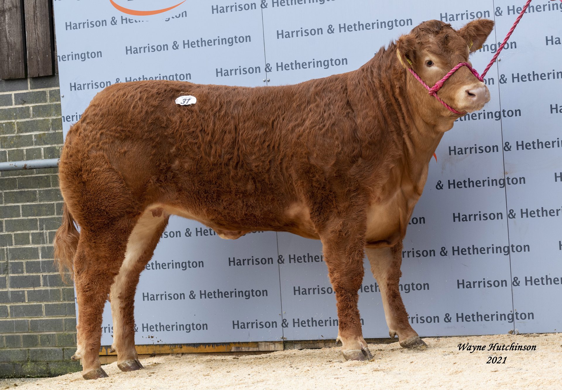 WILODGE BREAK LIMOUSIN WORLD RECORD AT 250,000GNS | British Limousin ...