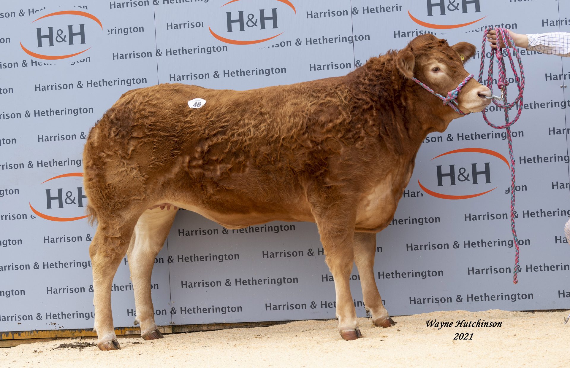 WILODGE BREAK LIMOUSIN WORLD RECORD AT 250,000GNS | British Limousin ...