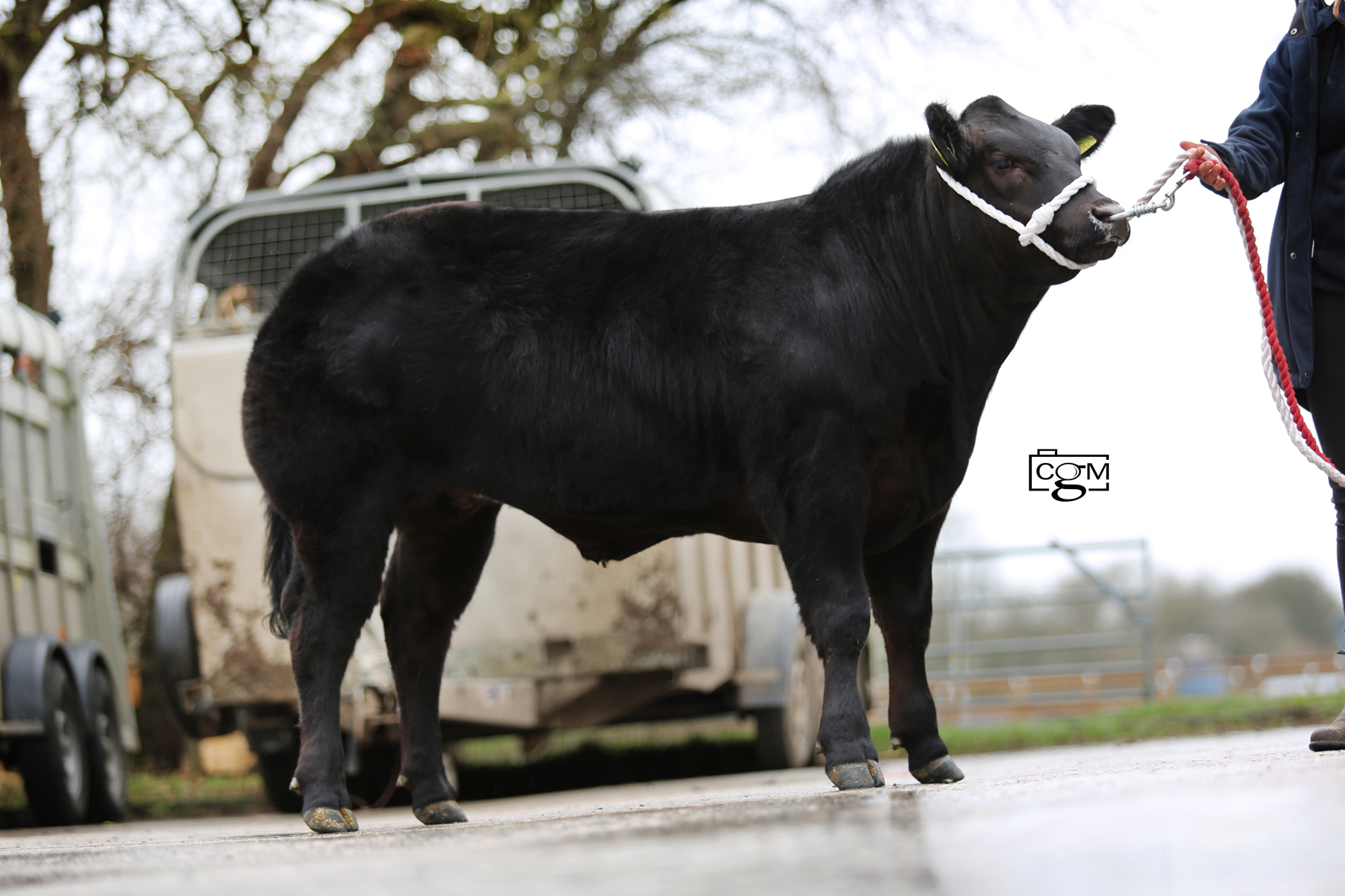 LIMOUSIN SHINE AT RUTHIN SHOW POTENTIAL | British Limousin Cattle Society