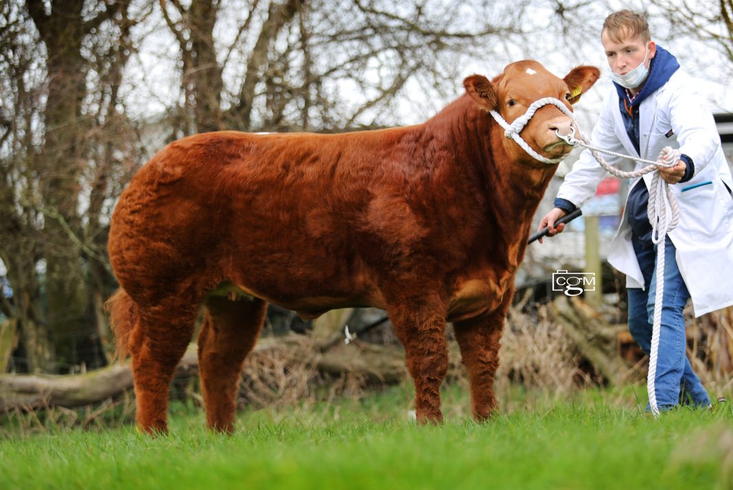 LIMOUSIN SHINE AT RUTHIN SHOW POTENTIAL | British Limousin Cattle Society