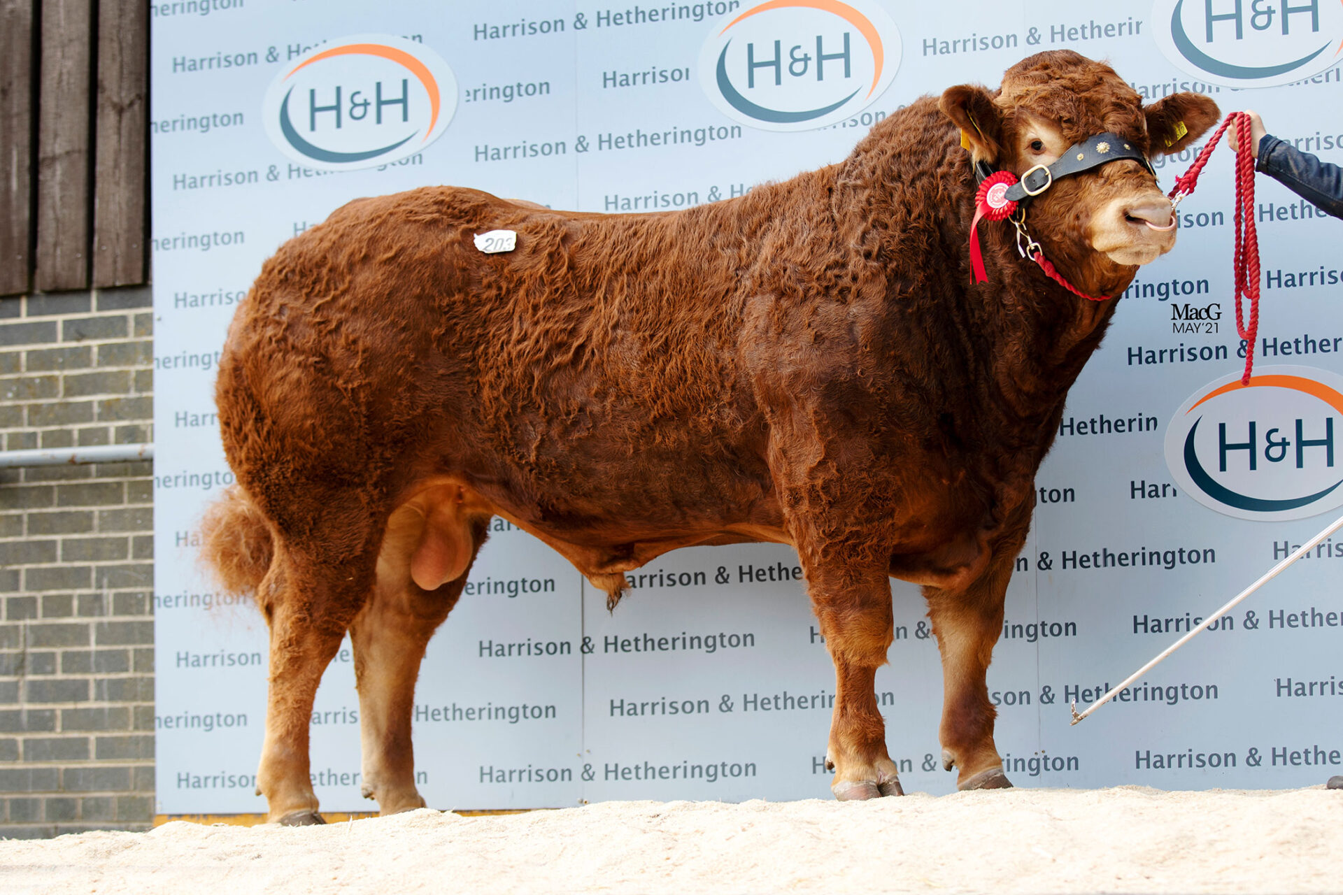 EVERPARK PARTYLIGHT SHINES BRIGHT AT 50,000gns | British Limousin ...