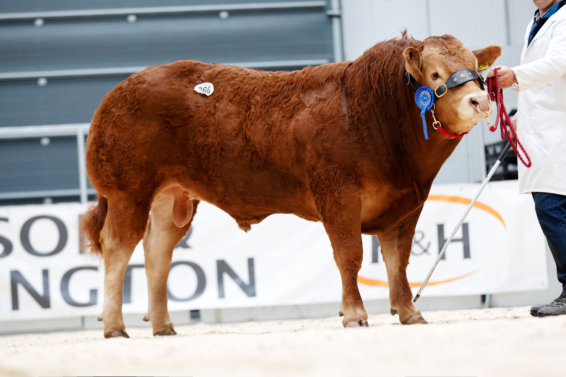 EVERPARK PARTYLIGHT SHINES BRIGHT AT 50,000gns | British Limousin ...