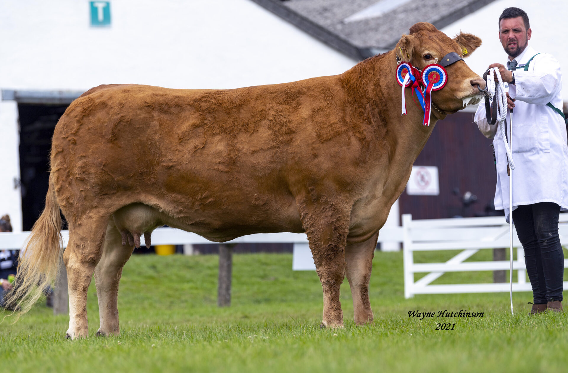 Great Yorkshire Show Results | British Limousin Cattle Society