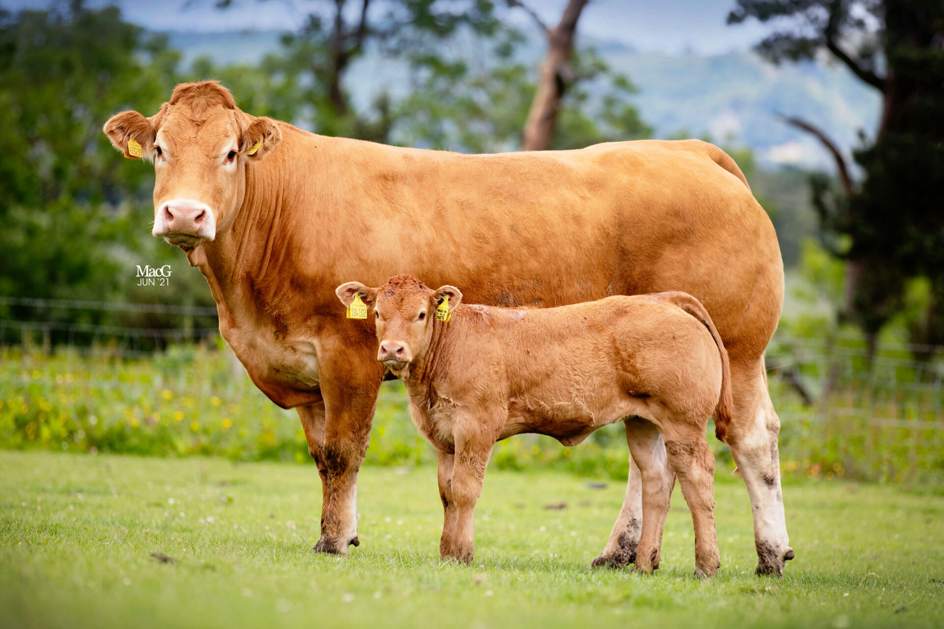 RONICK PLEASURE PEAKS PRODUCTION SALE AT 14,000GNS | British Limousin ...