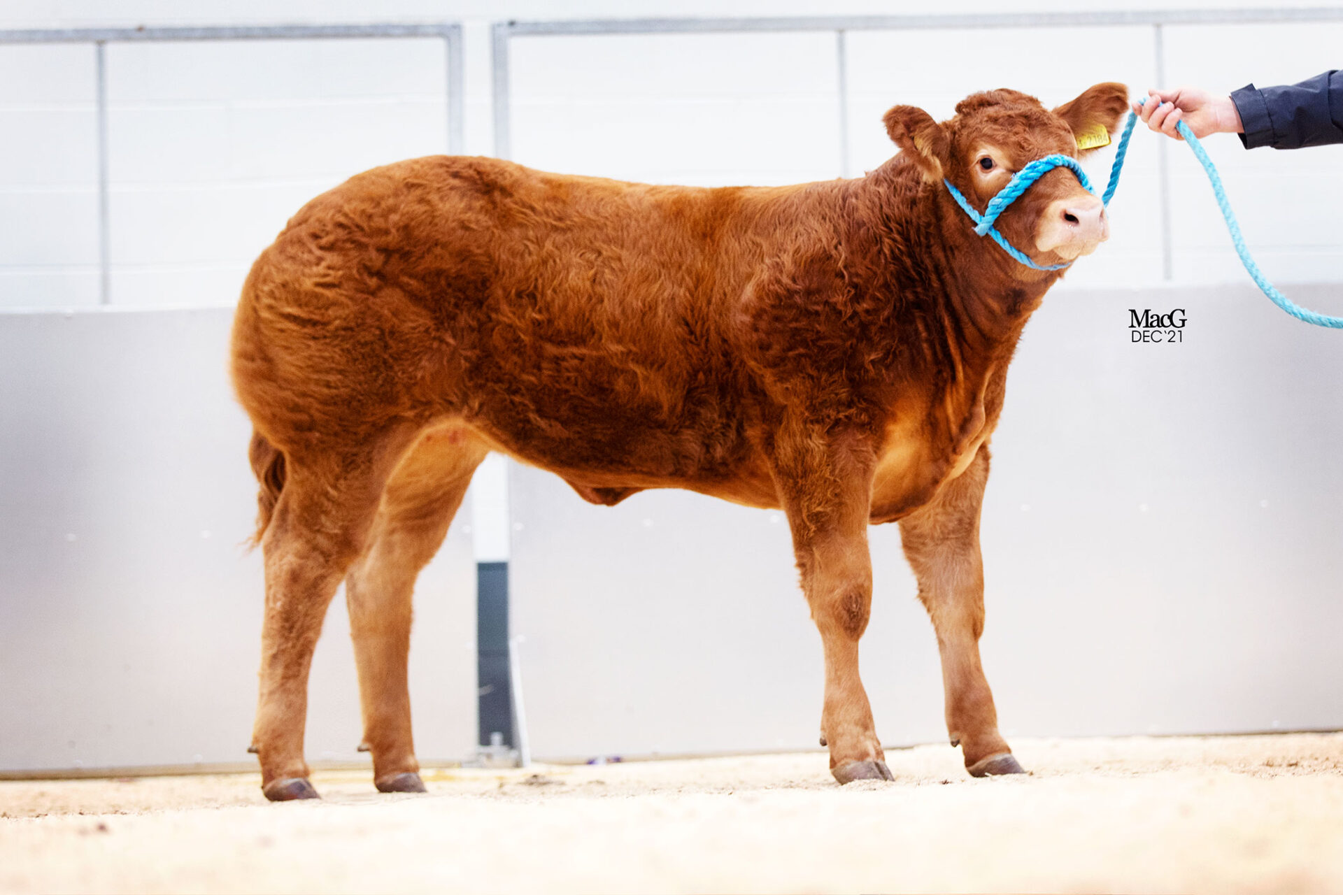 RED LADIES AND WEANED CALF SALE REPORT | British Limousin Cattle Society