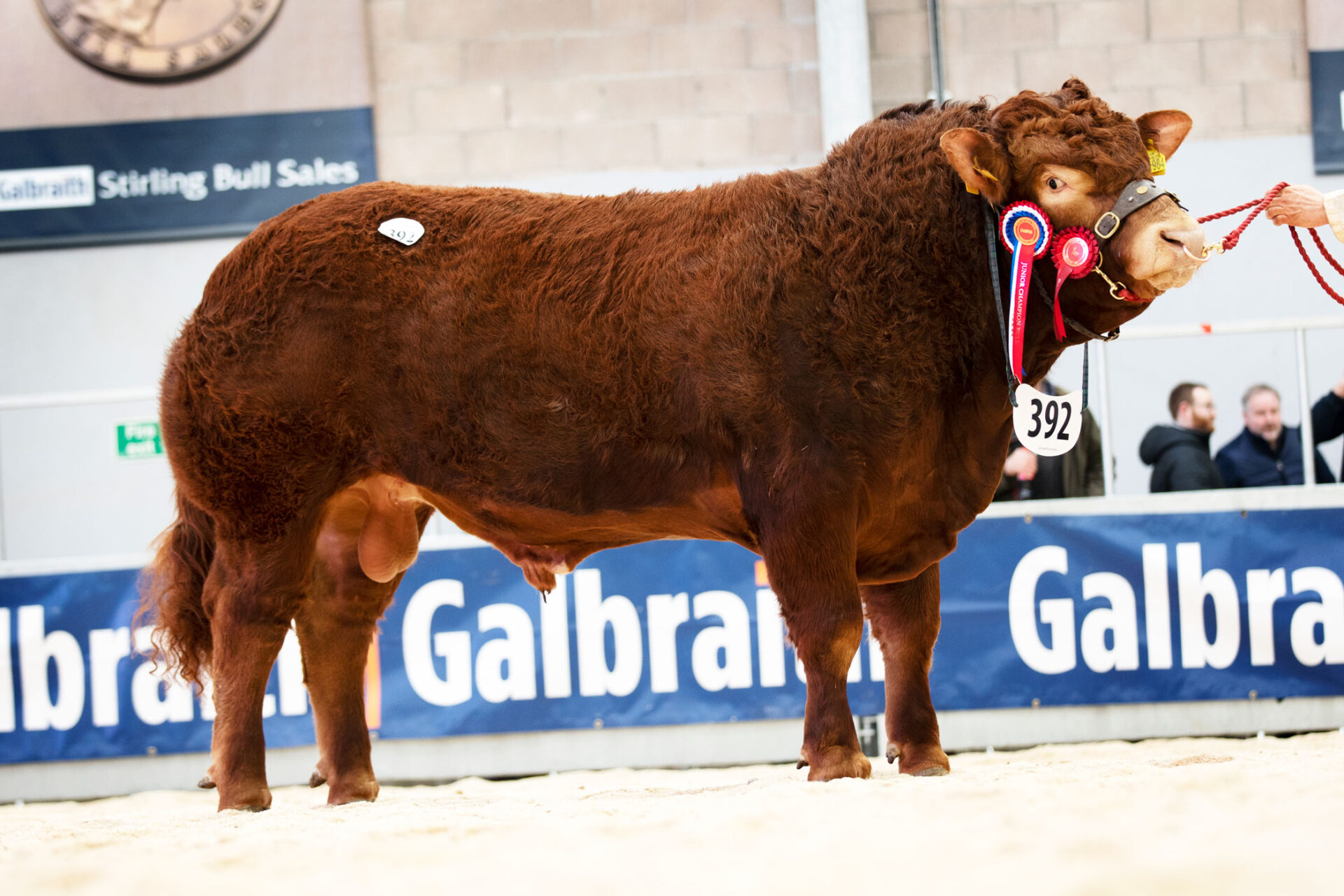 Commercial buyers out in force at Stirling | British Limousin Cattle ...