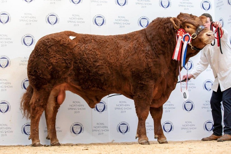 Thainstone March Catalogue Out Now !! | British Limousin Cattle Society