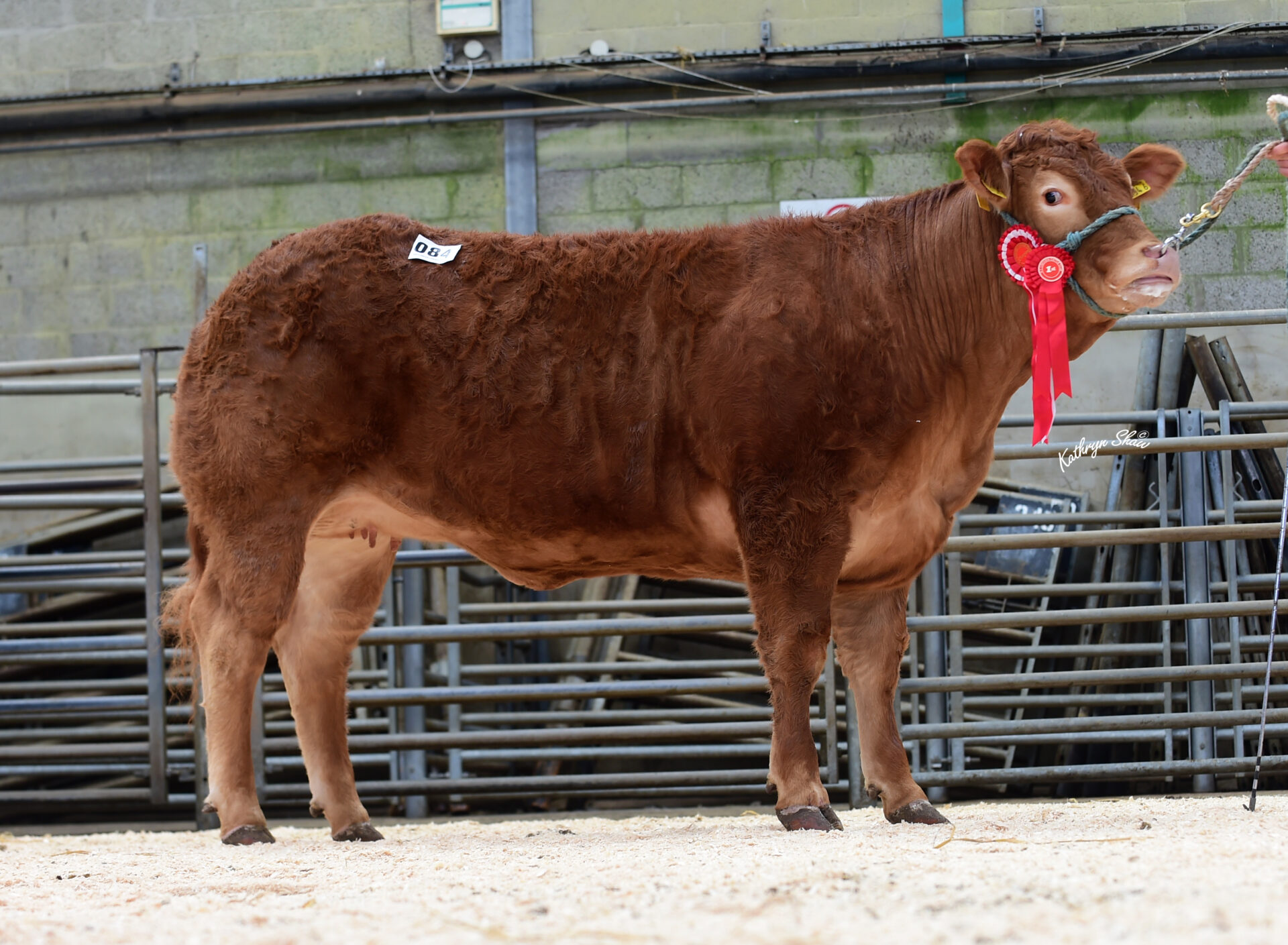 10,000GNS Larkhill Rembrandt the Limousin leader at Ballymena | British ...