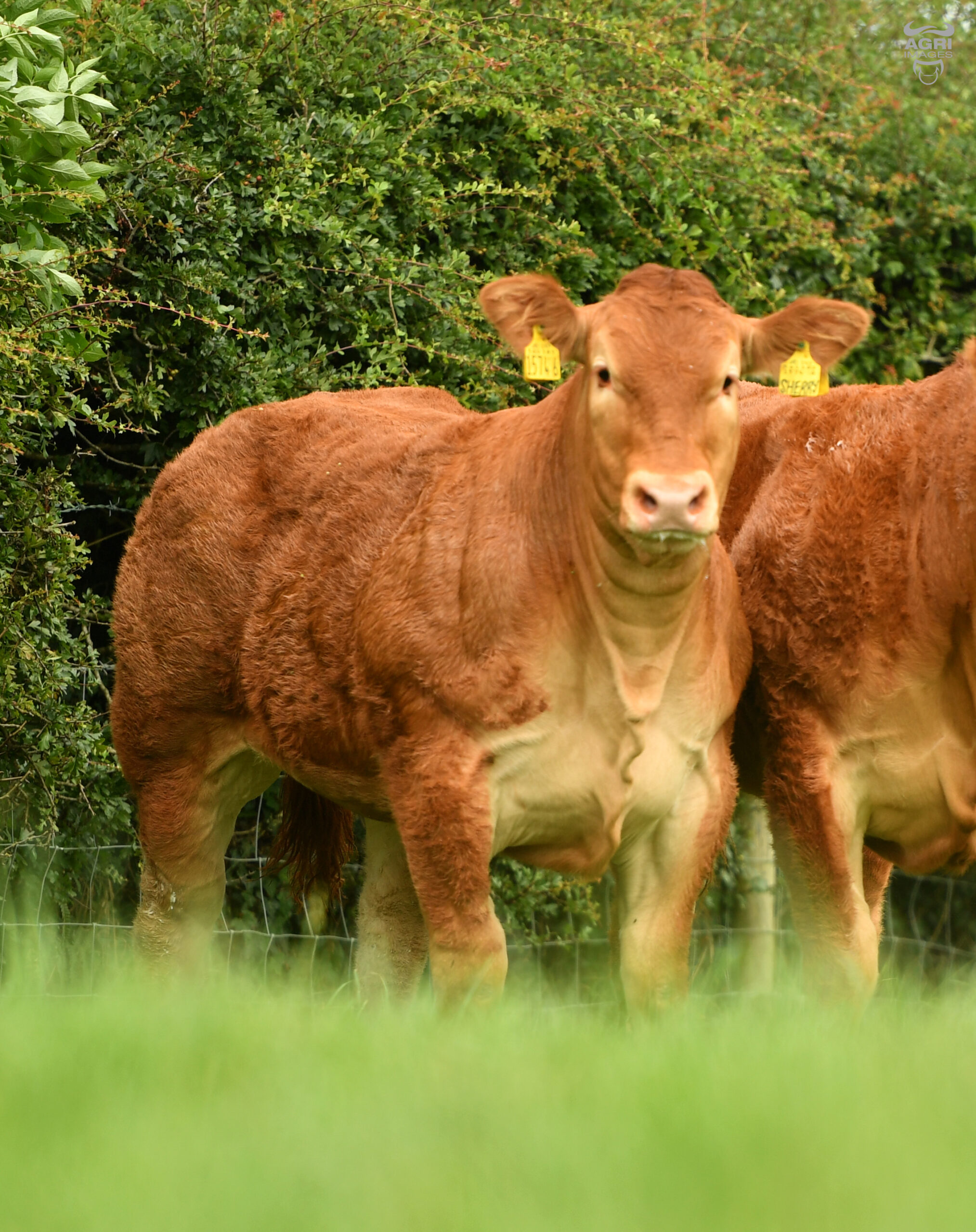 AMPERTAINE SHERRY IS THE LIMOUSIN GOLDEN GIRL AT 22,000GNS | British ...