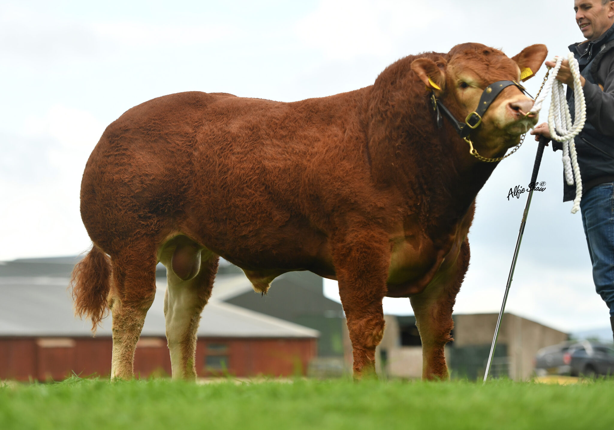 AMPERTAINE SHERRY IS THE LIMOUSIN GOLDEN GIRL AT 22,000GNS | British ...