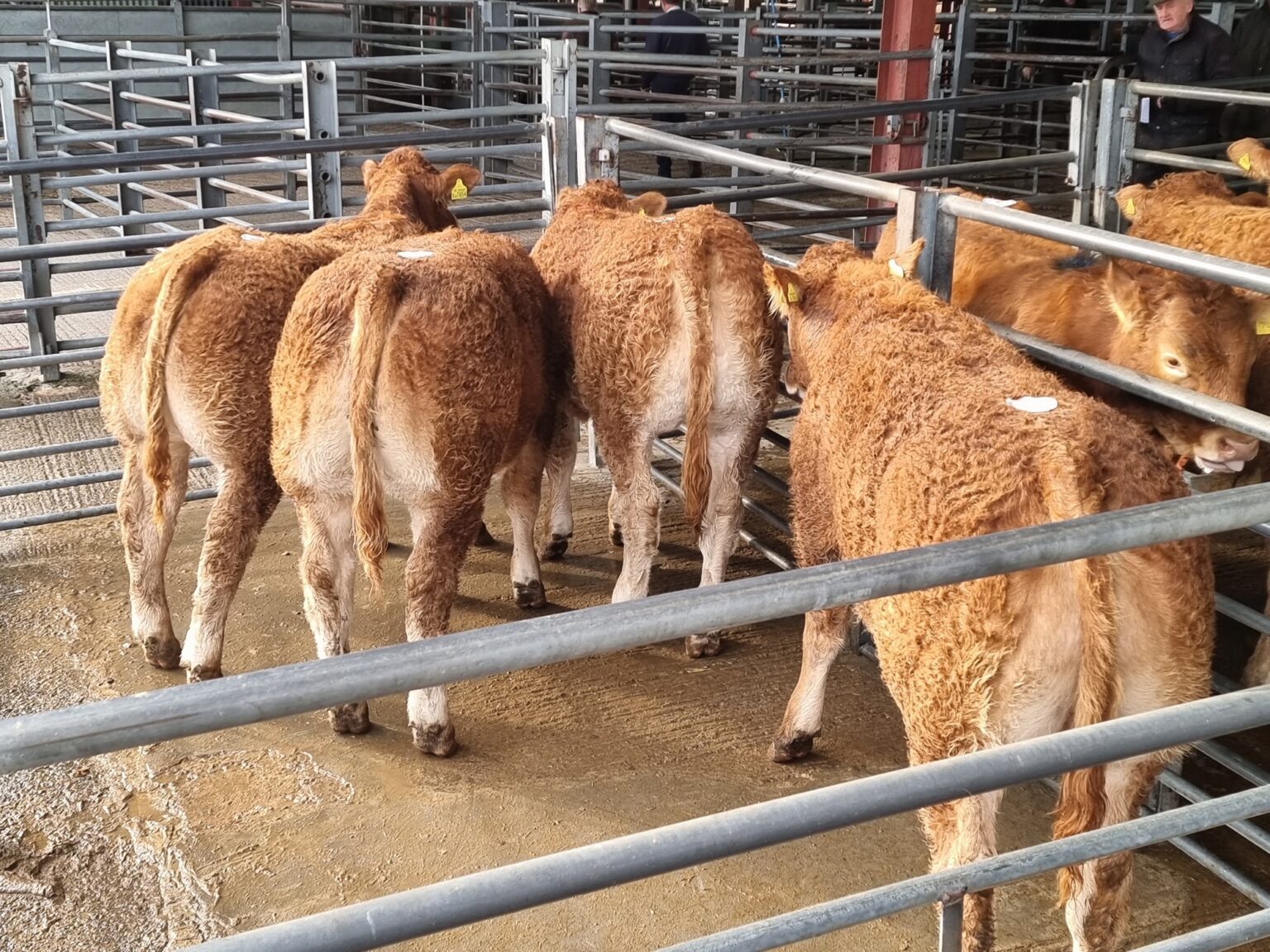 Bishops Castle Suckled Calf and Weanlings Sale November 2022 | British ...