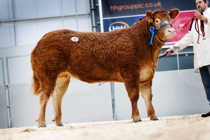 Shaws Star shines bright selling for 16,000gns at the Red Ladies and ...