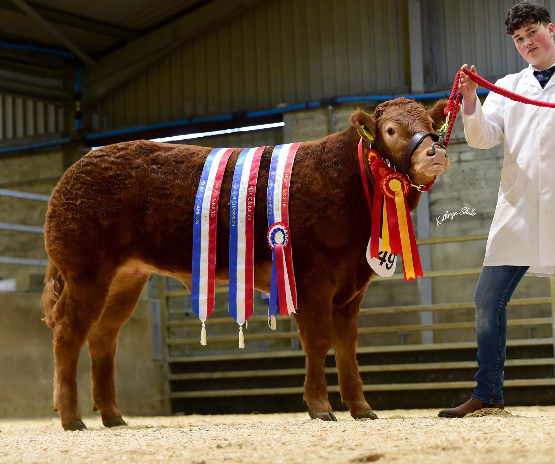 Scottish judge impressed by Limousin ‘Rising Stars’ | British Limousin ...
