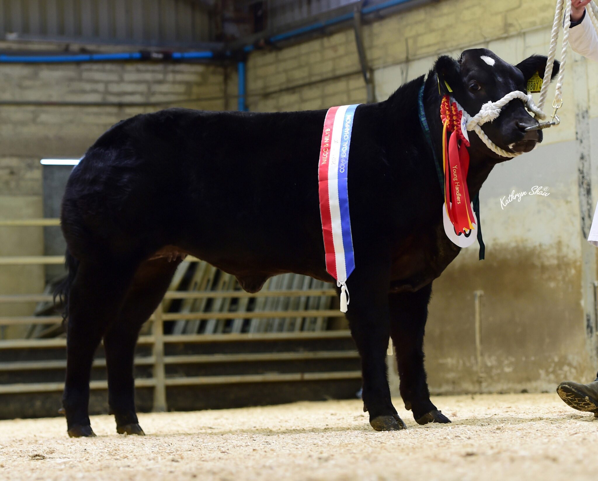 Scottish judge impressed by Limousin ‘Rising Stars’ | British Limousin ...