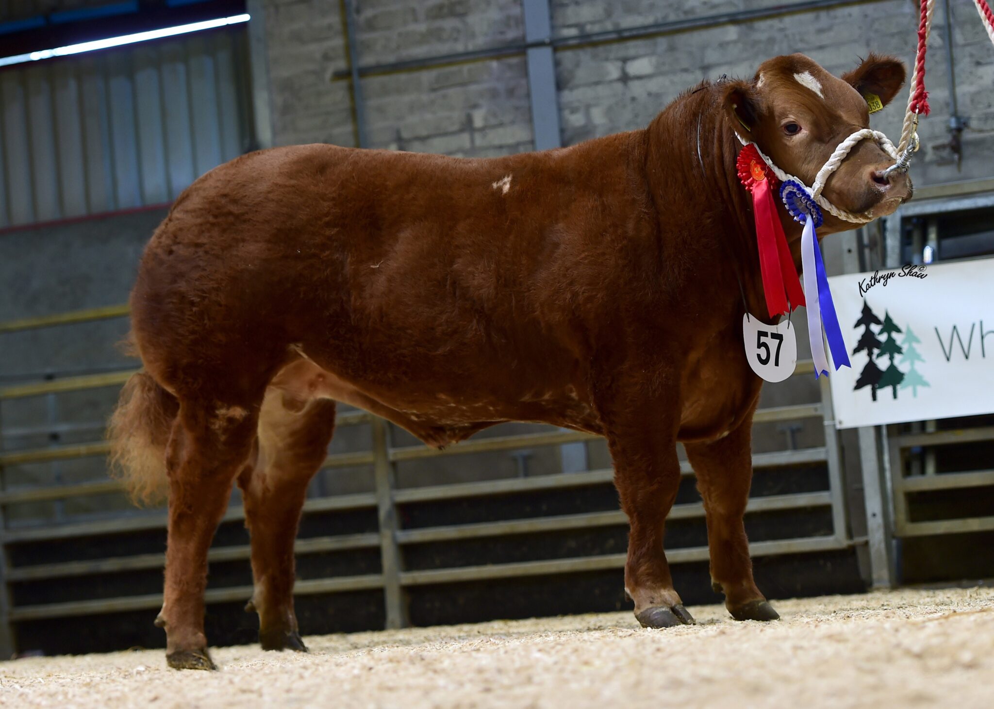 Scottish judge impressed by Limousin ‘Rising Stars’ | British Limousin ...