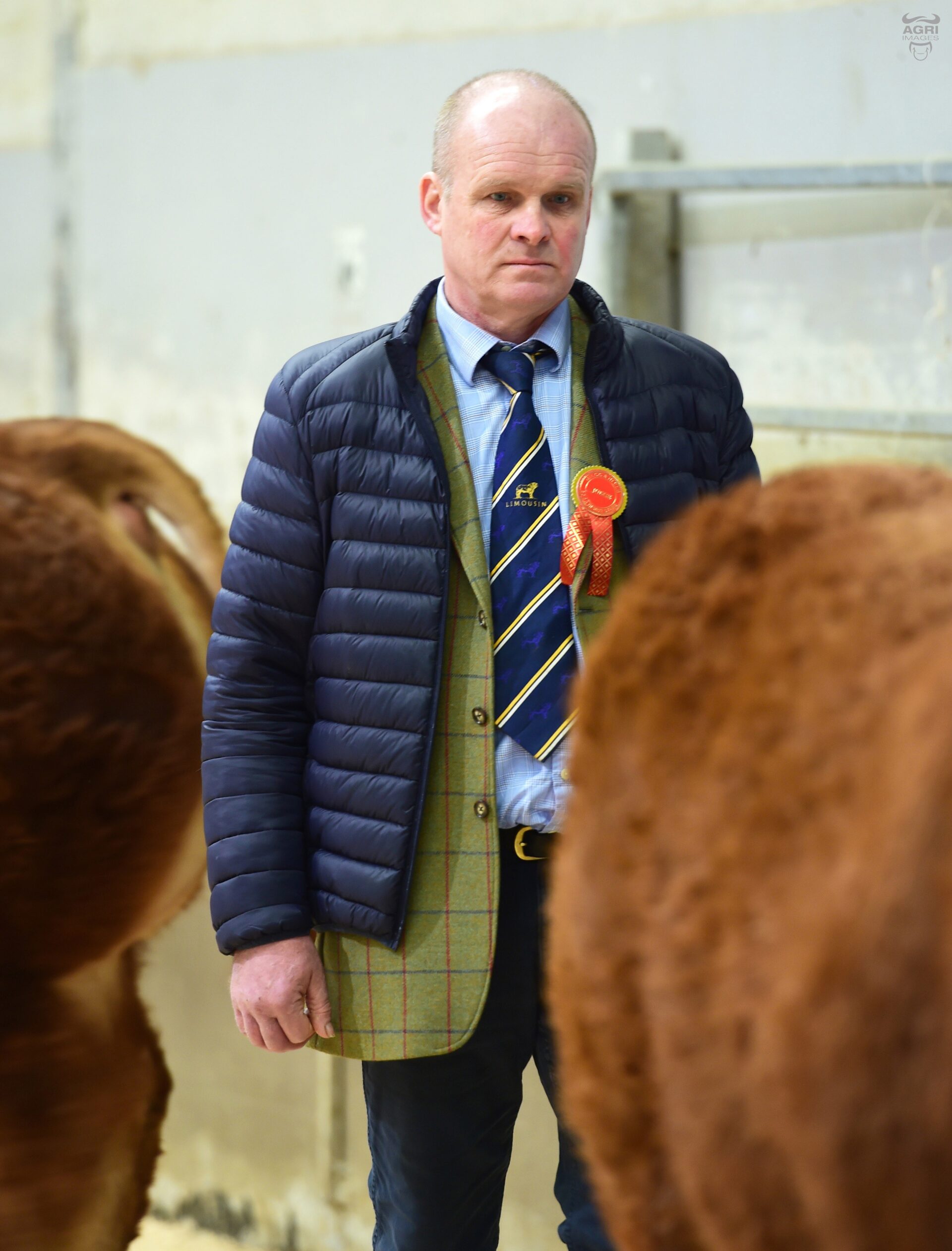 Scottish judge impressed by Limousin ‘Rising Stars’ | British Limousin ...