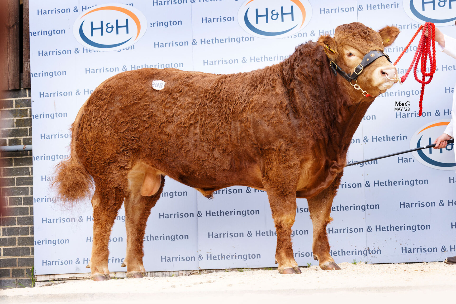 Strong Demand for Limousin Unabated at Carlisle May Sale | British ...