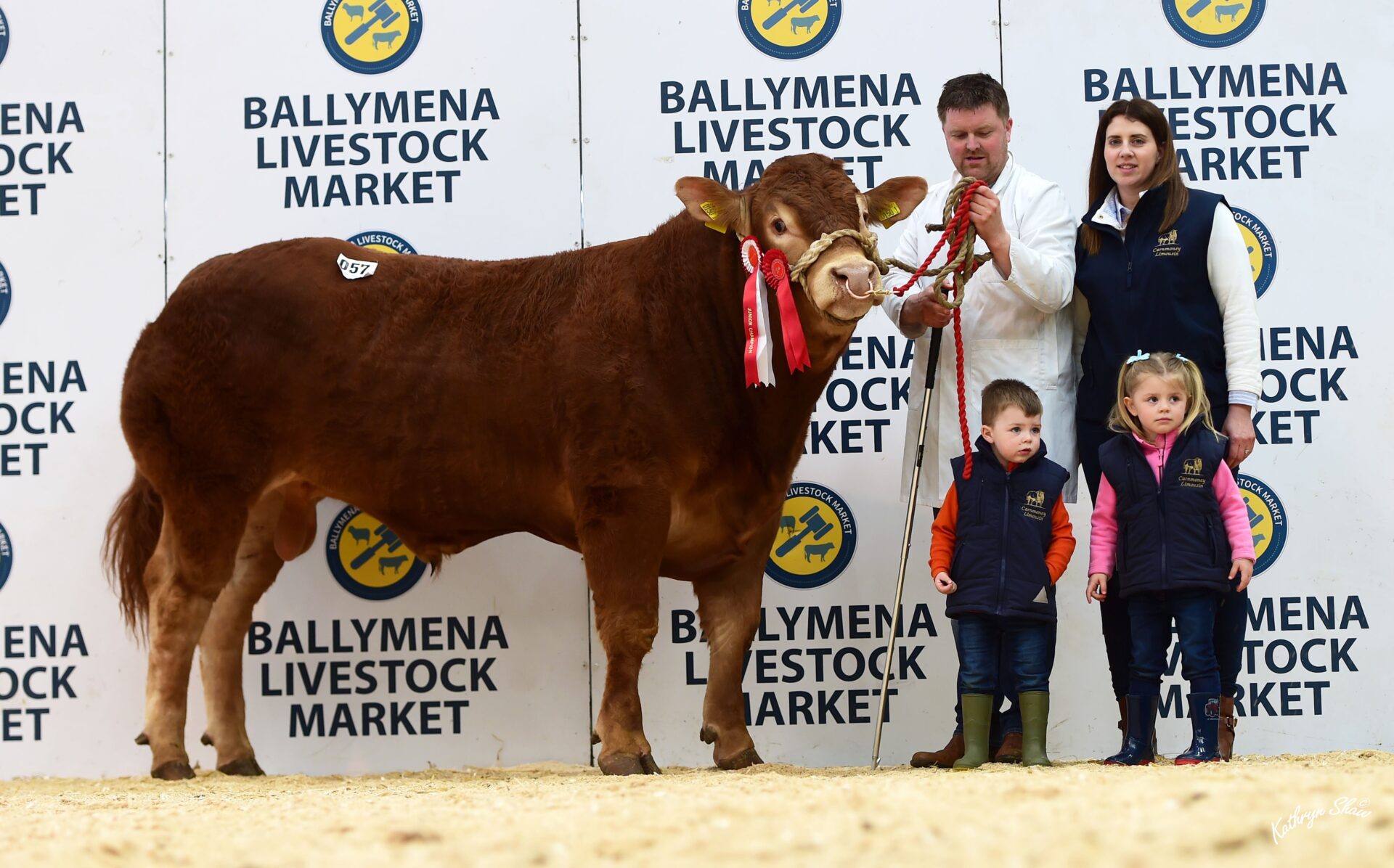 Champion sets 13,000gns Limousin record in NI | British Limousin Cattle ...