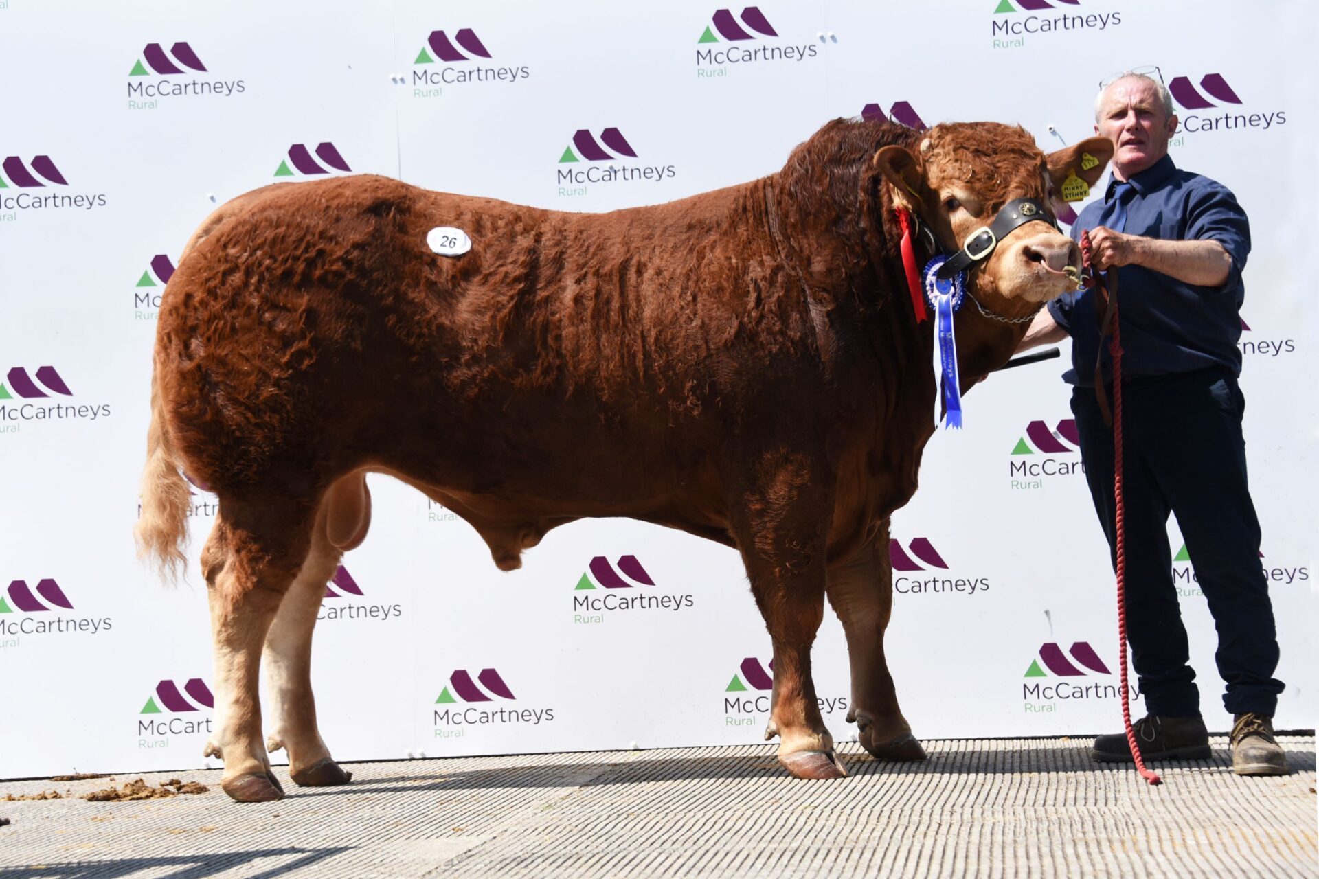 Commercial Demand Drives Trade as Brecon Limousin Sell to 13,000gns ...