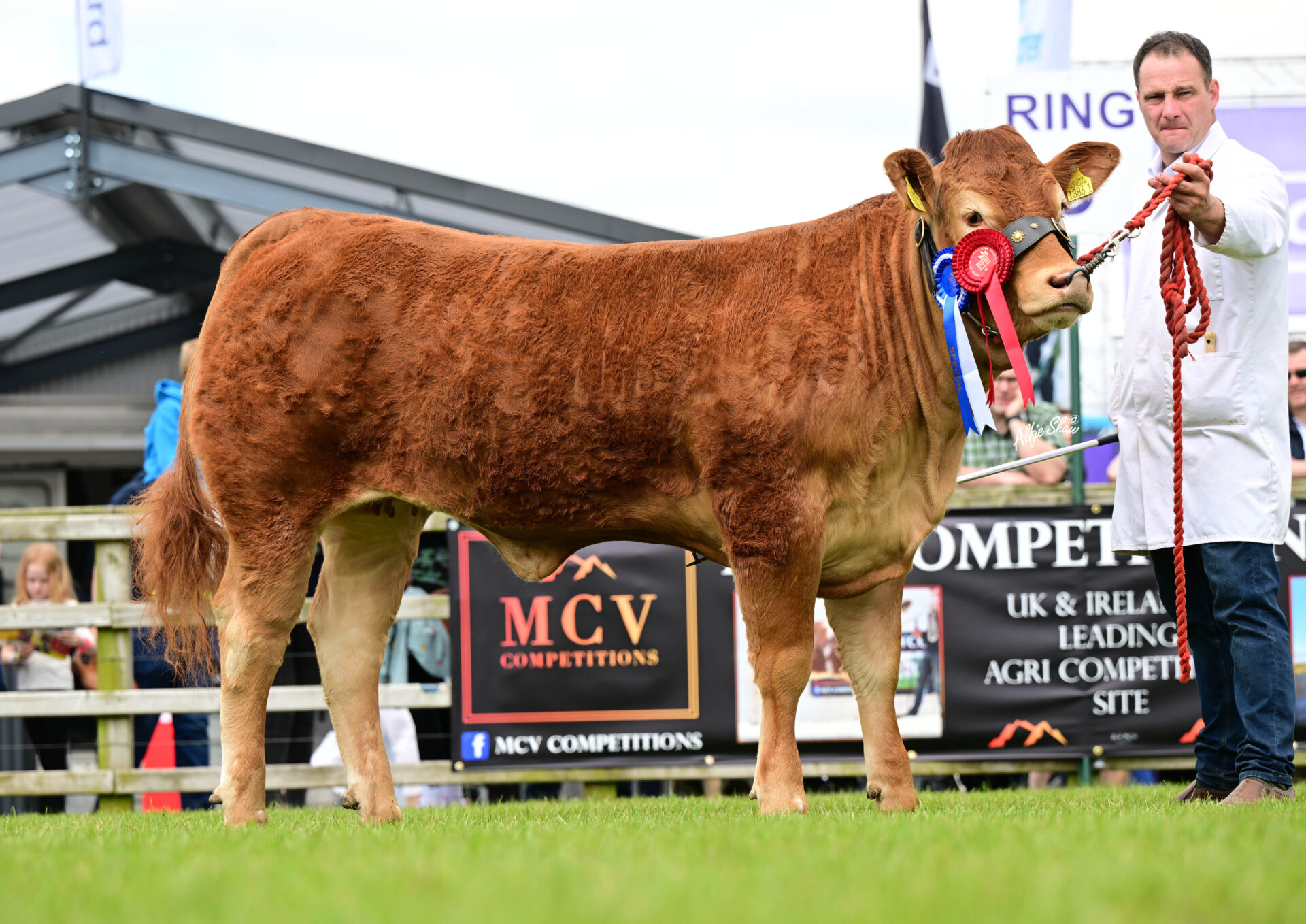 Naughtyspice leads Limousin line-up at 154th Balmoral Show | British ...