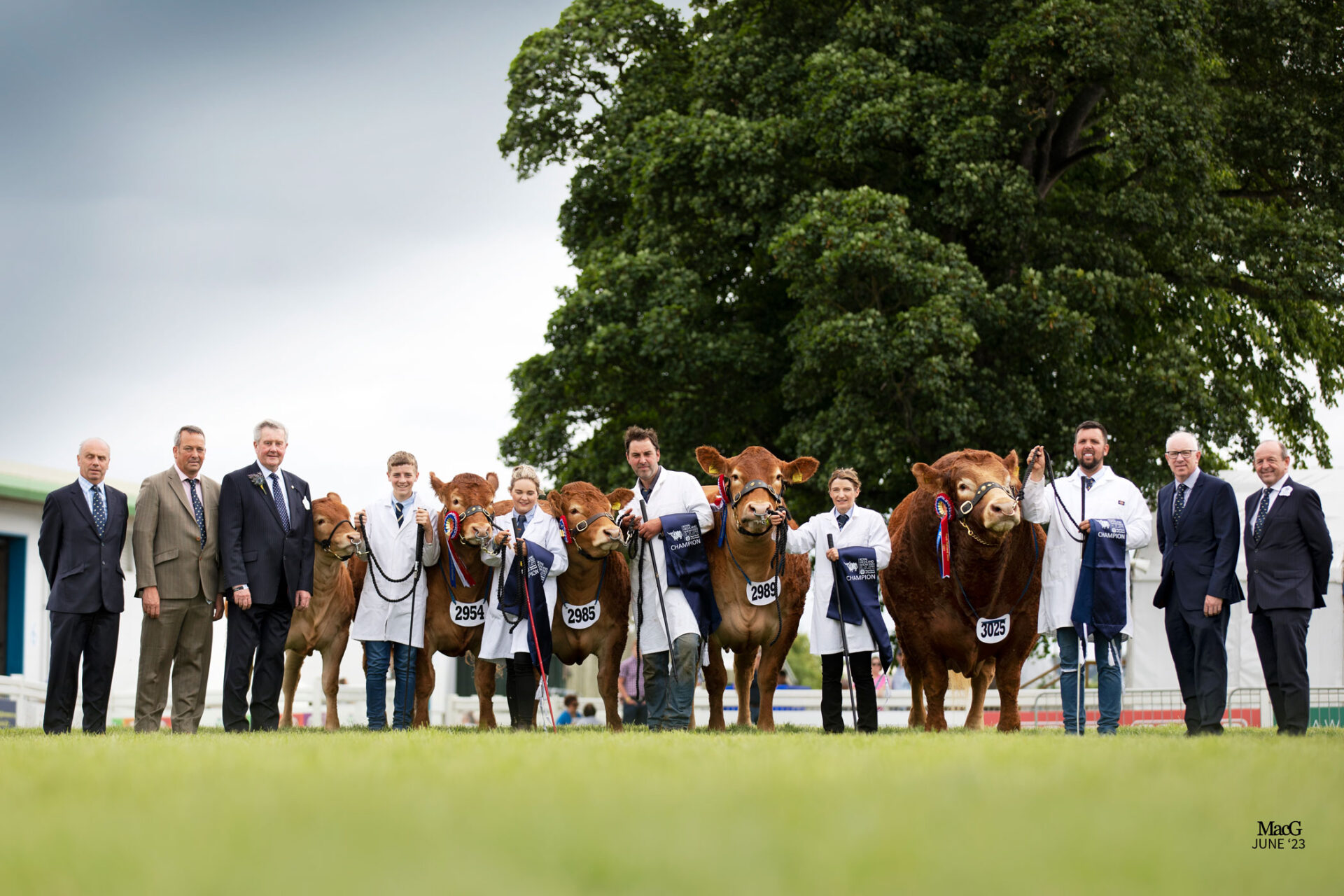 Limousin Dominate the Highland Show with Interbreed Clean Sweep and ...