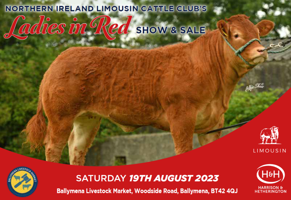 British Limousin Cattle Society | The British Limousin Cattle Society ...