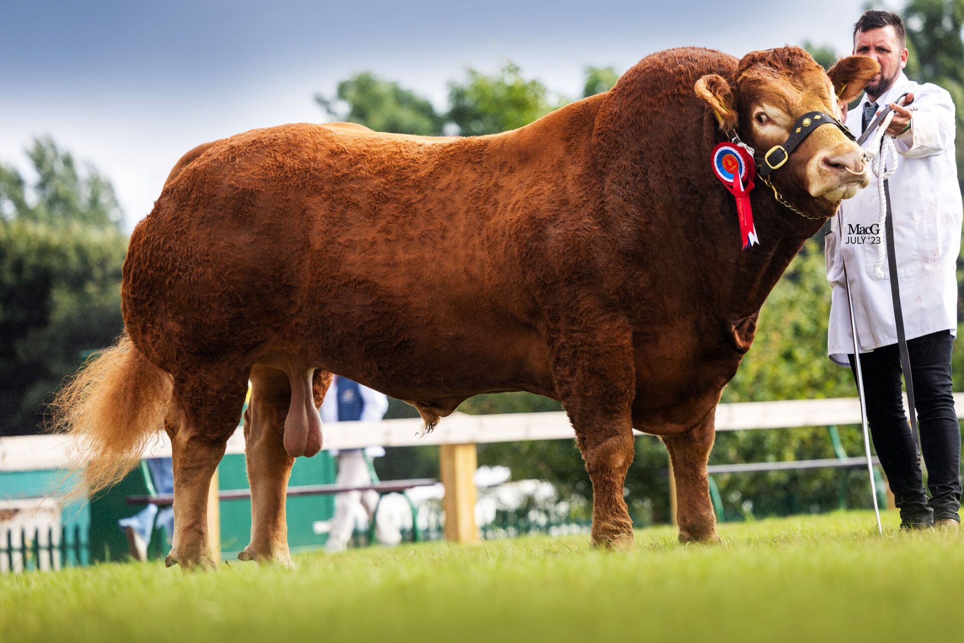 Great Yorkshire Show | British Limousin Cattle Society