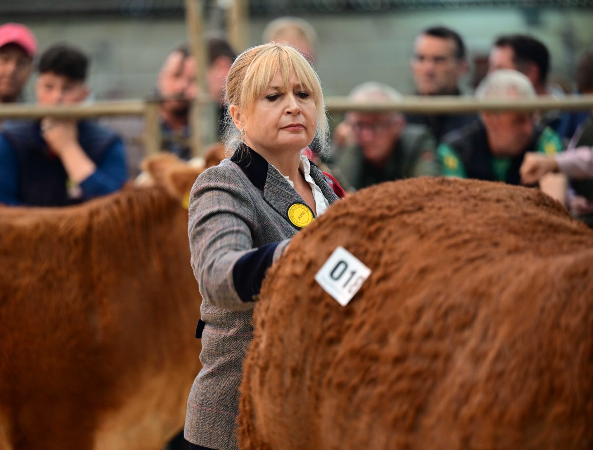 24,000gns NI Limousin record | British Limousin Cattle Society