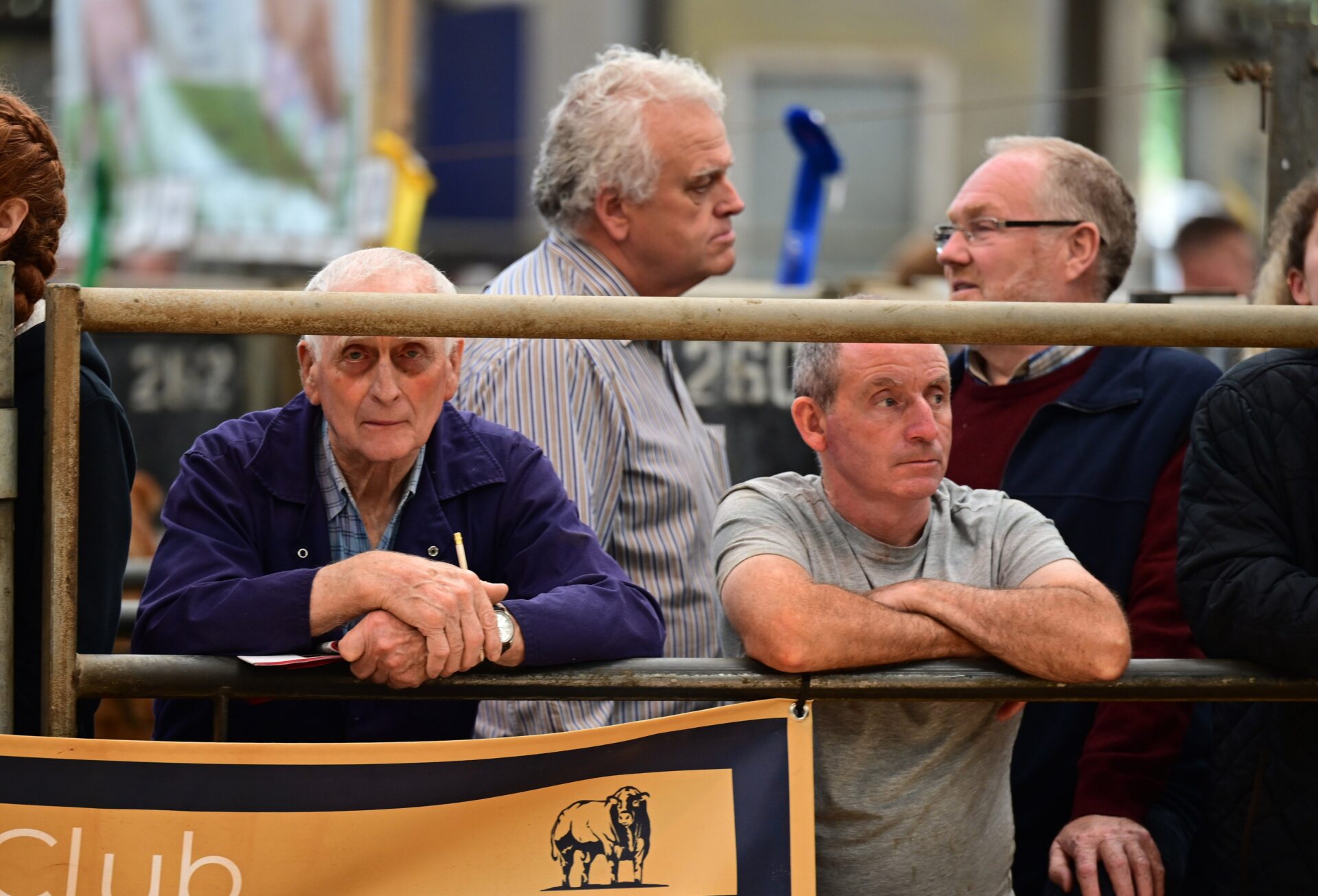 24,000gns NI Limousin record | British Limousin Cattle Society