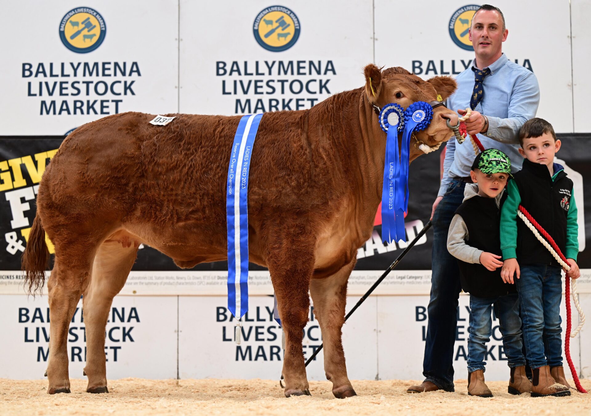 24,000gns NI Limousin record | British Limousin Cattle Society