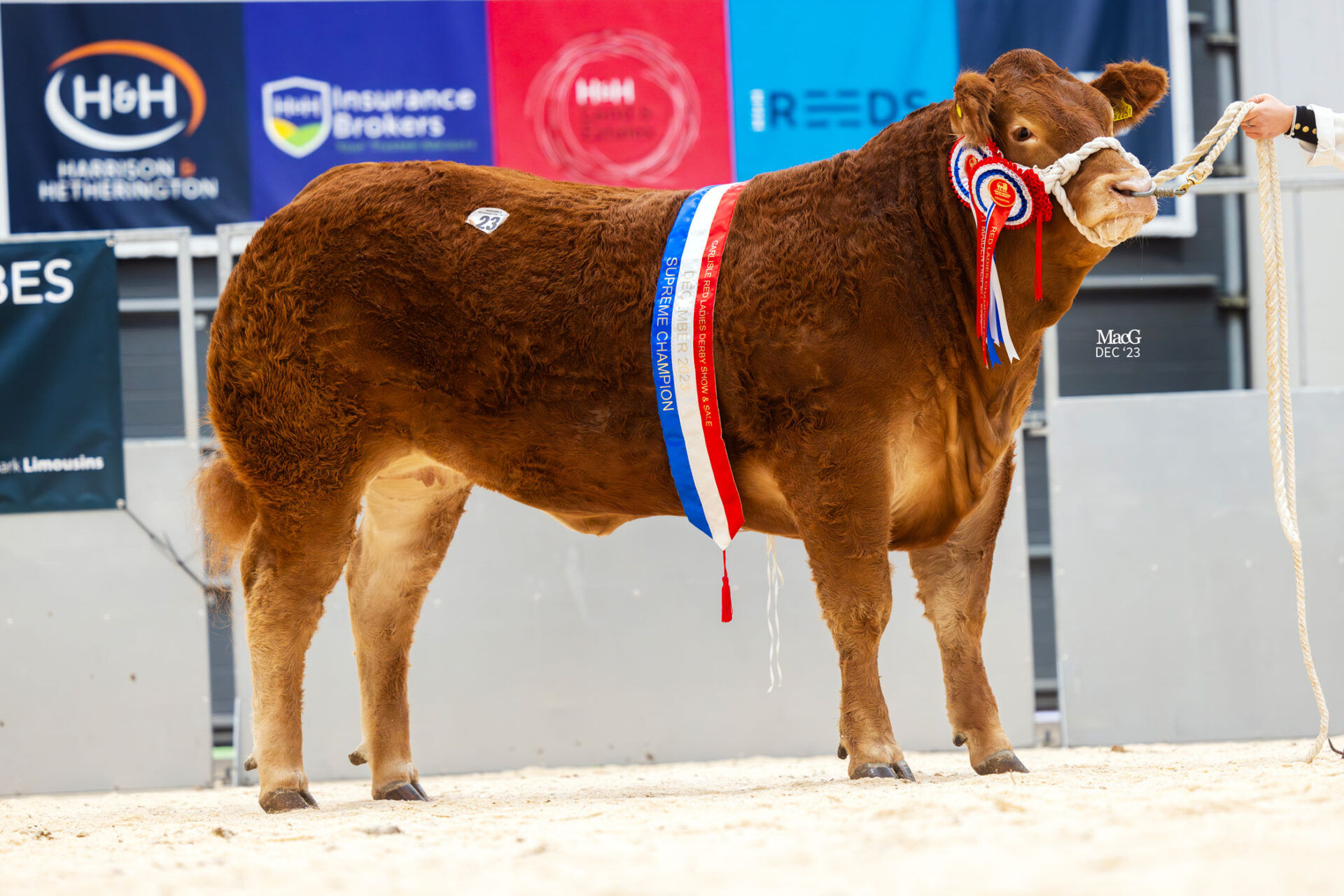 Sweet Success for Garrowby Toffee at Red Ladies | British Limousin ...