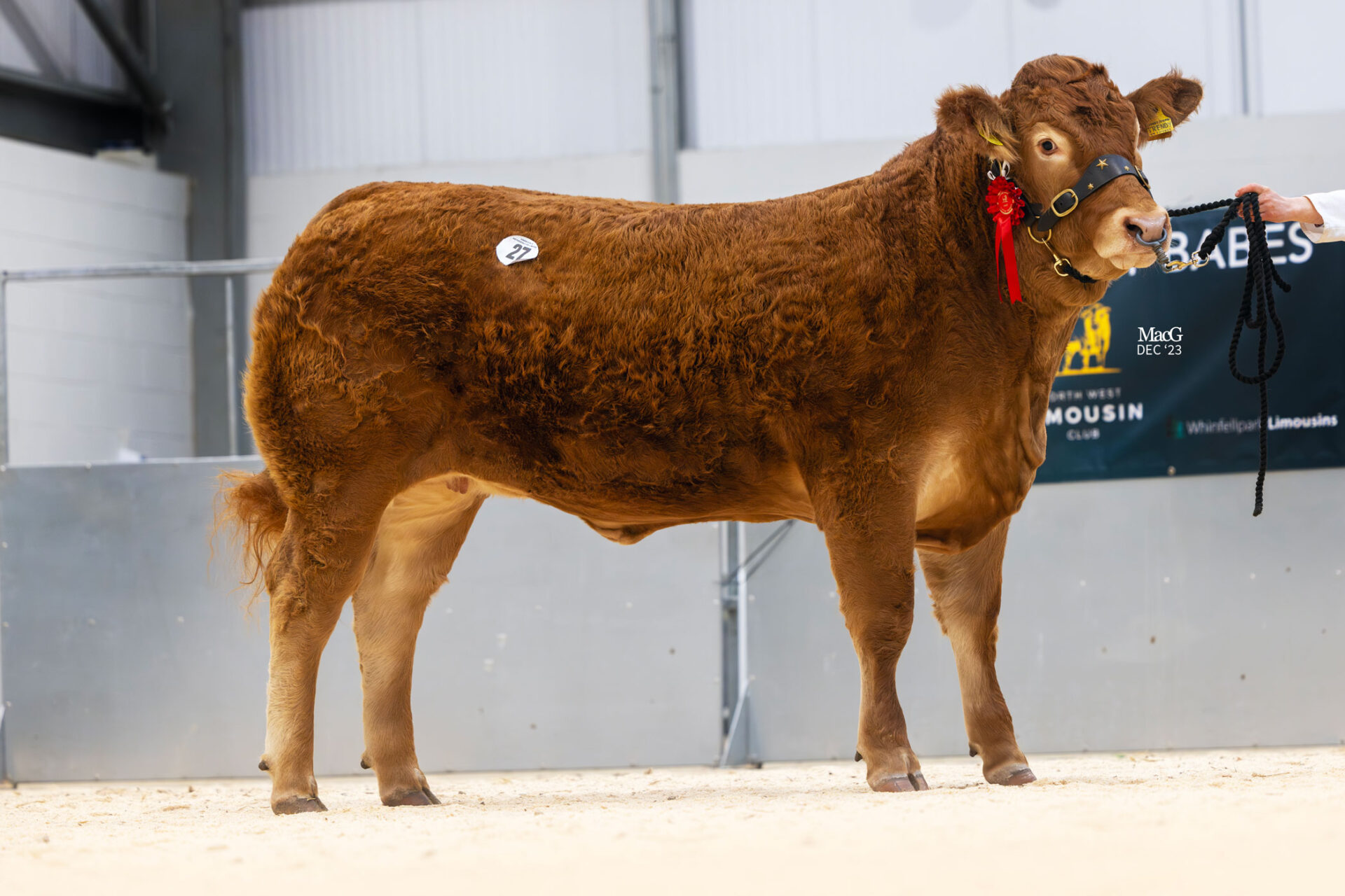 Sweet Success for Garrowby Toffee at Red Ladies | British Limousin ...