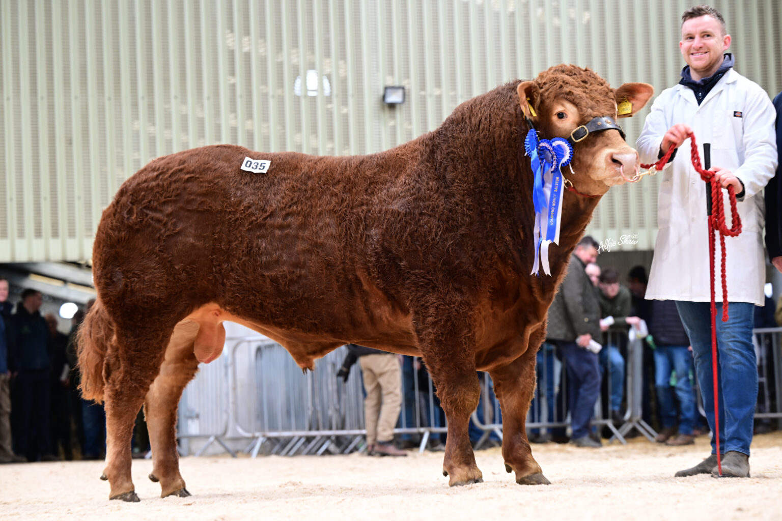 17,000gns record breaker | British Limousin Cattle Society