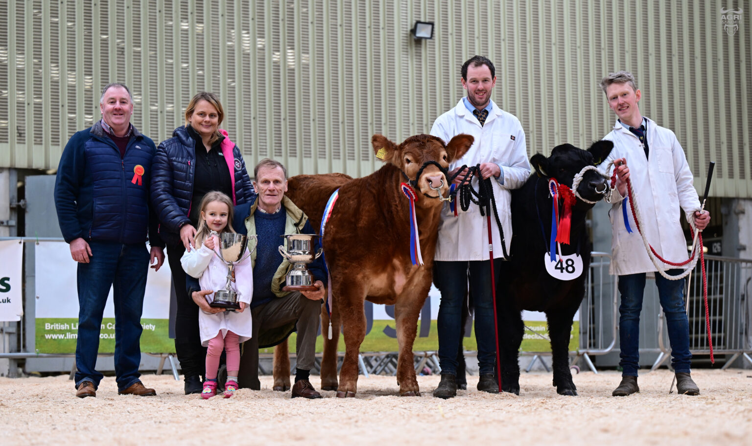 ‘Rising Stars’ shine at Limousin calf show | British Limousin Cattle ...
