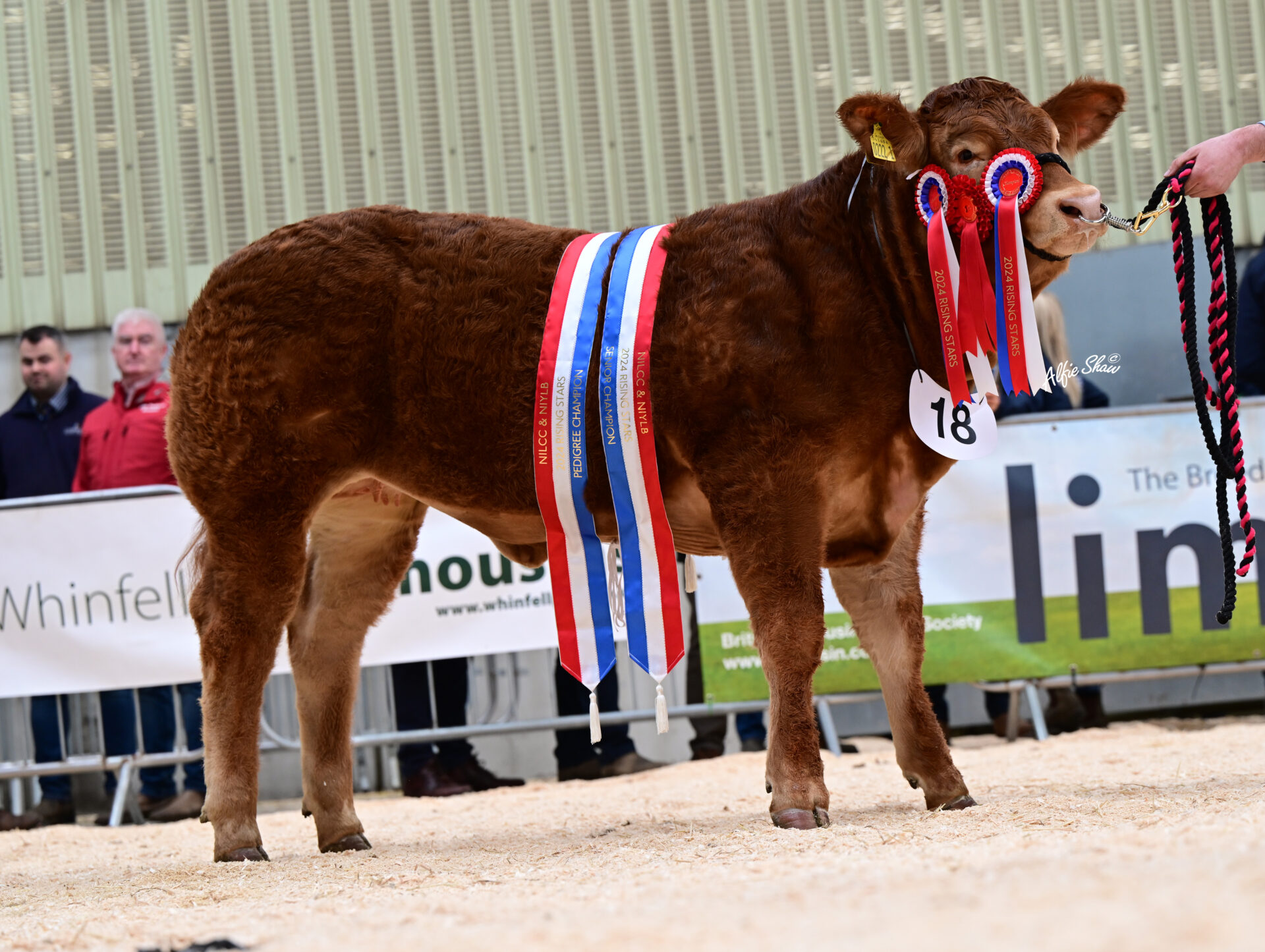 ‘Rising Stars’ shine at Limousin calf show | British Limousin Cattle ...