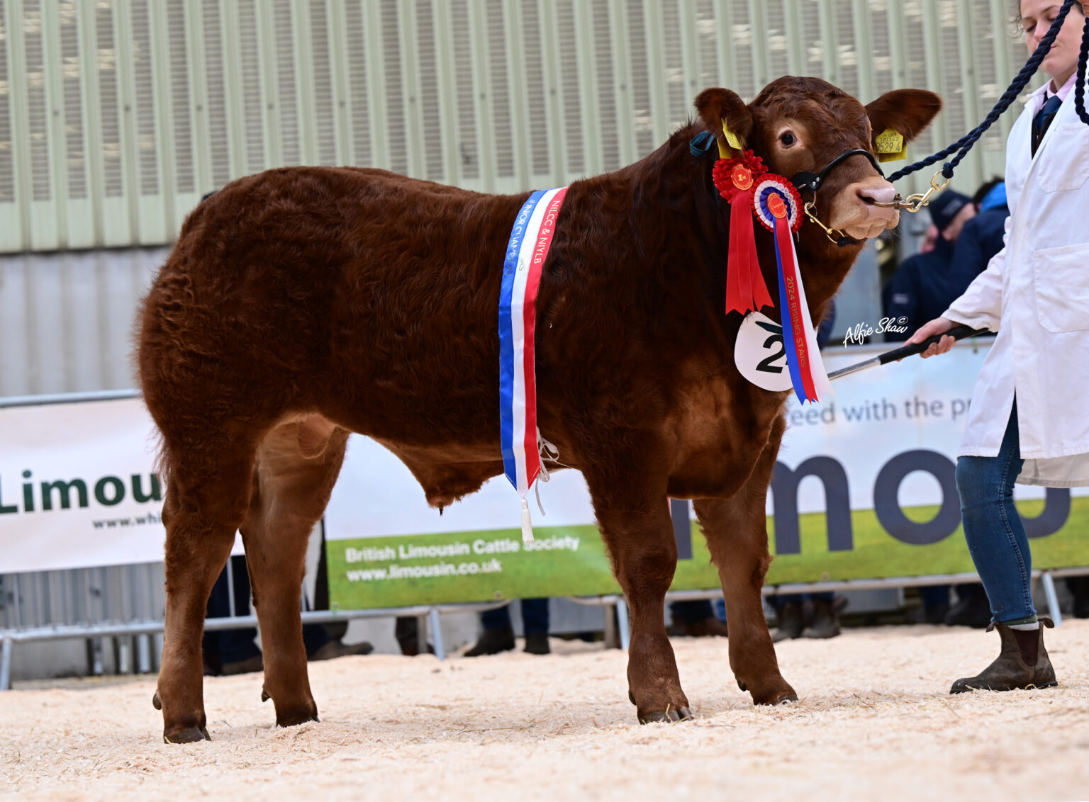 ‘Rising Stars’ shine at Limousin calf show | British Limousin Cattle ...