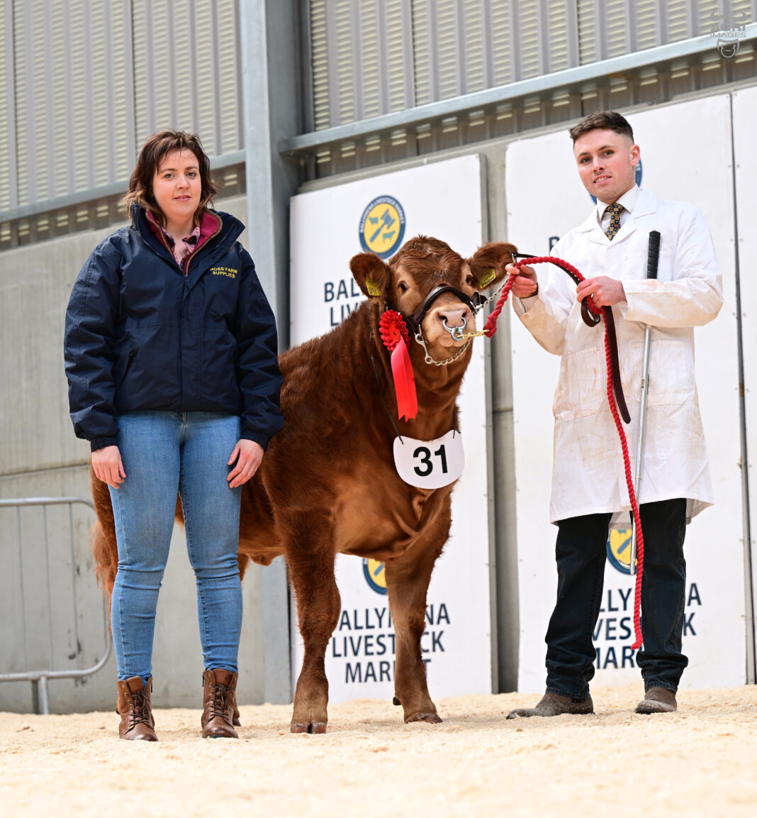 ‘Rising Stars’ shine at Limousin calf show | British Limousin Cattle ...