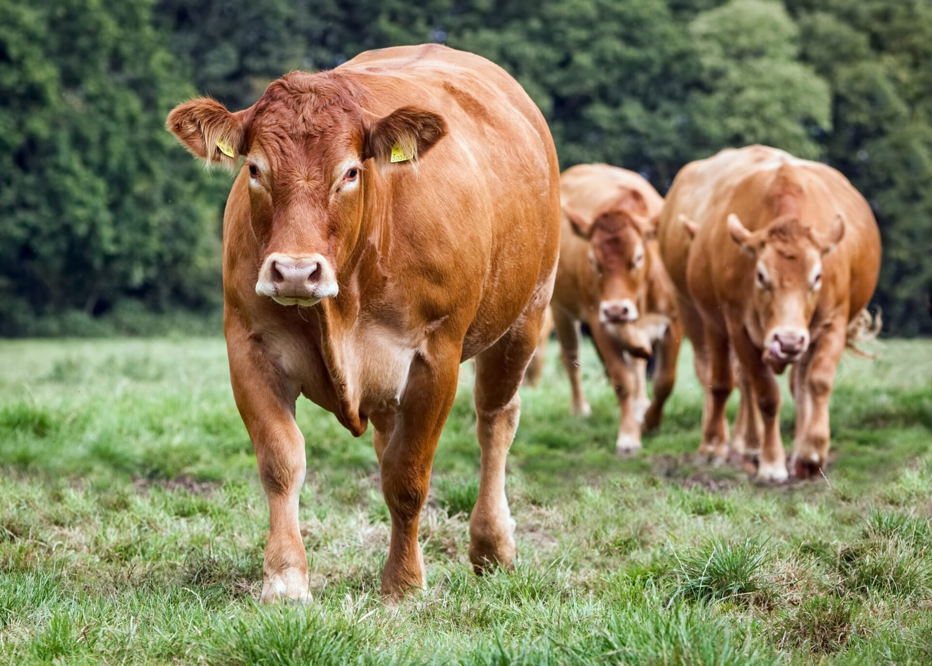Contact | British Limousin Cattle Society