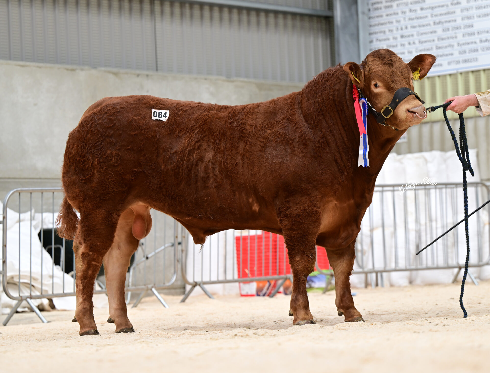 Champion leads Ballymena Limousin sale at 8,000gns | British Limousin ...