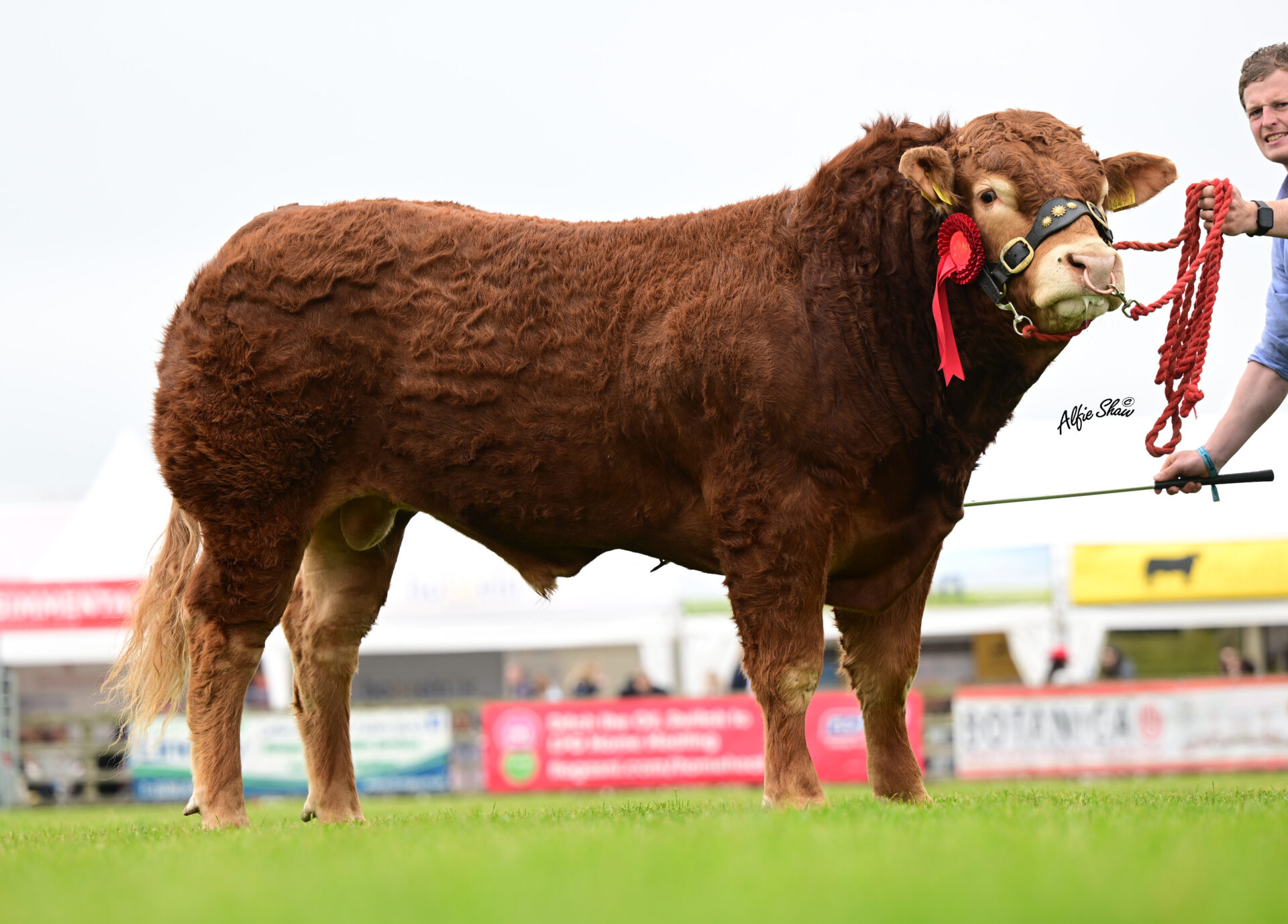 Interbreed Sensation for Limousin at Balmoral | British Limousin Cattle ...